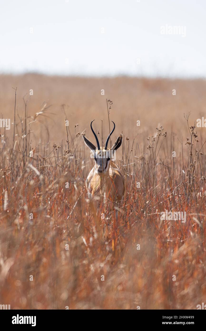 Springbok with horns hi-res stock photography and images - Alamy