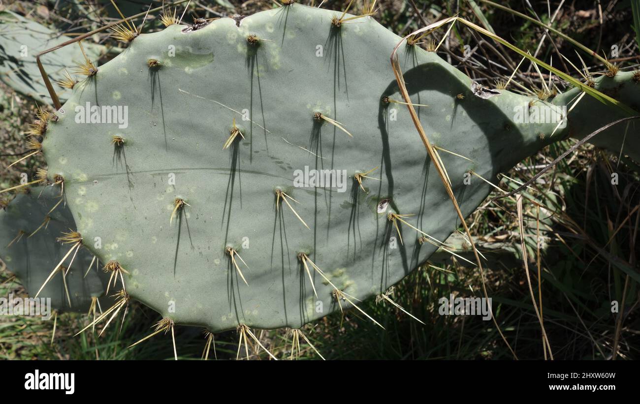 Nopal hi-res stock photography and images - Alamy