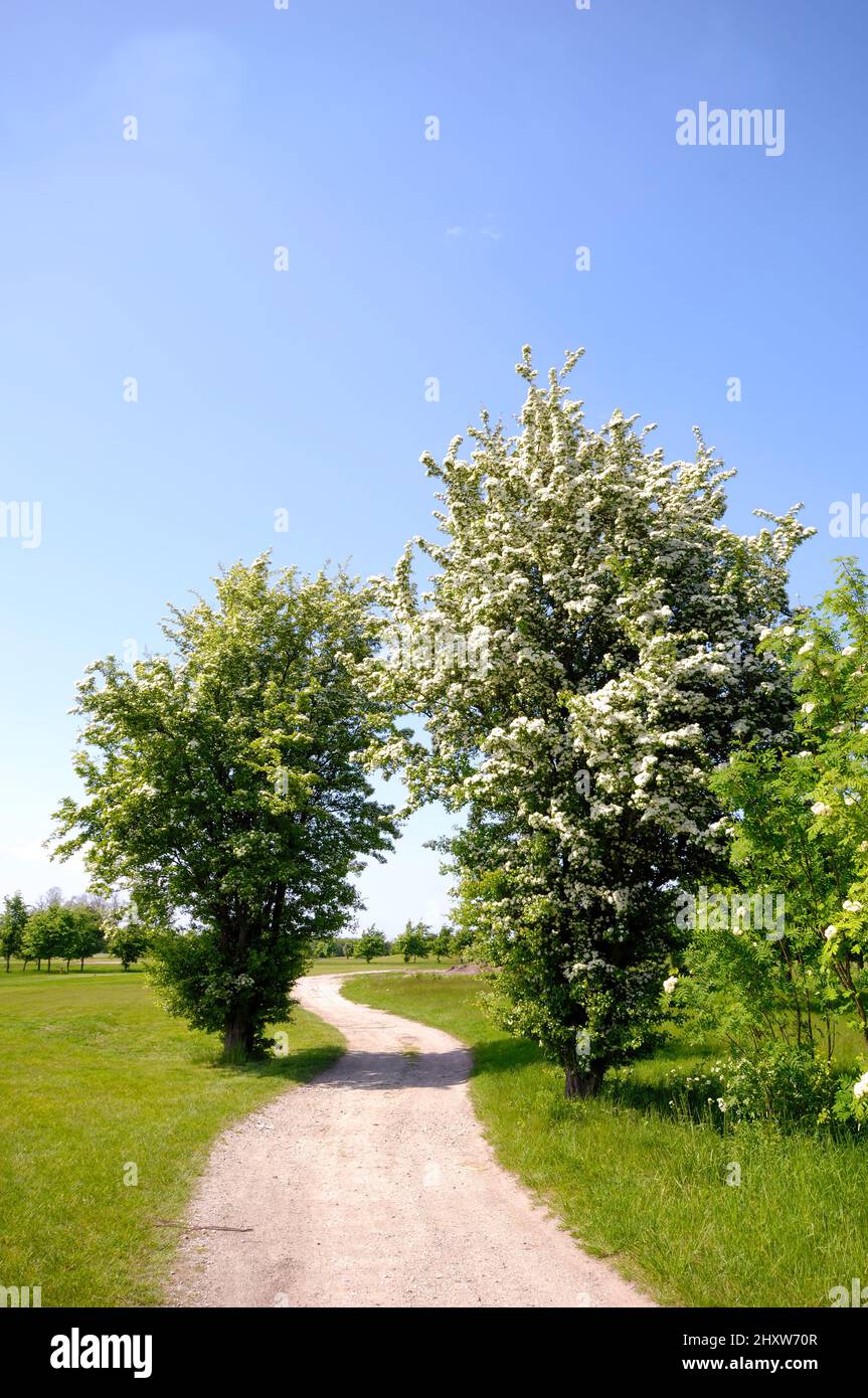 Pathway, trees and a clear blue sky Stock Photo - Alamy