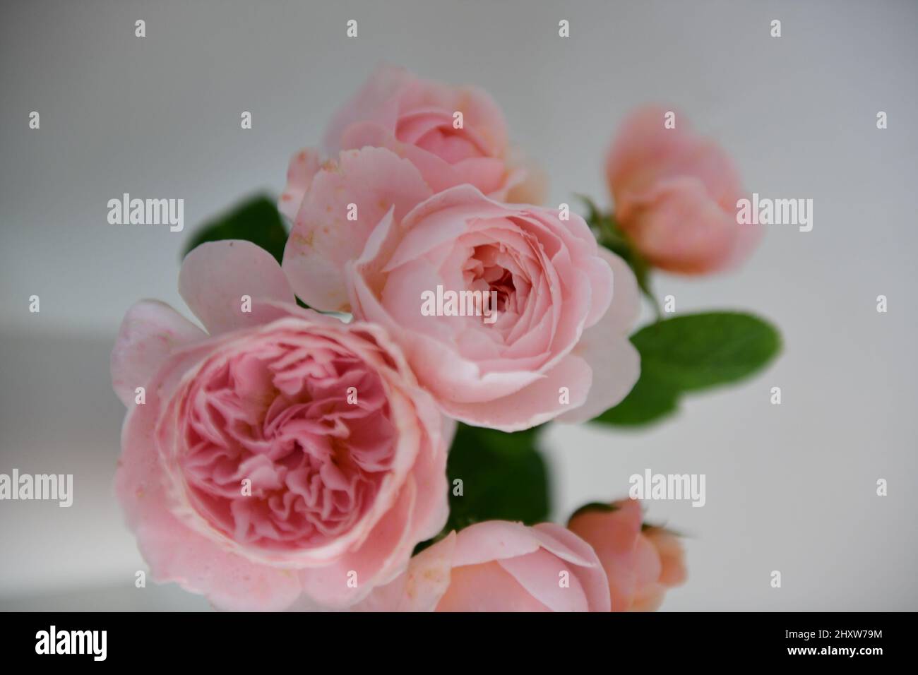 A vertical shot of David Austin Roses english roses Stock Photo - Alamy