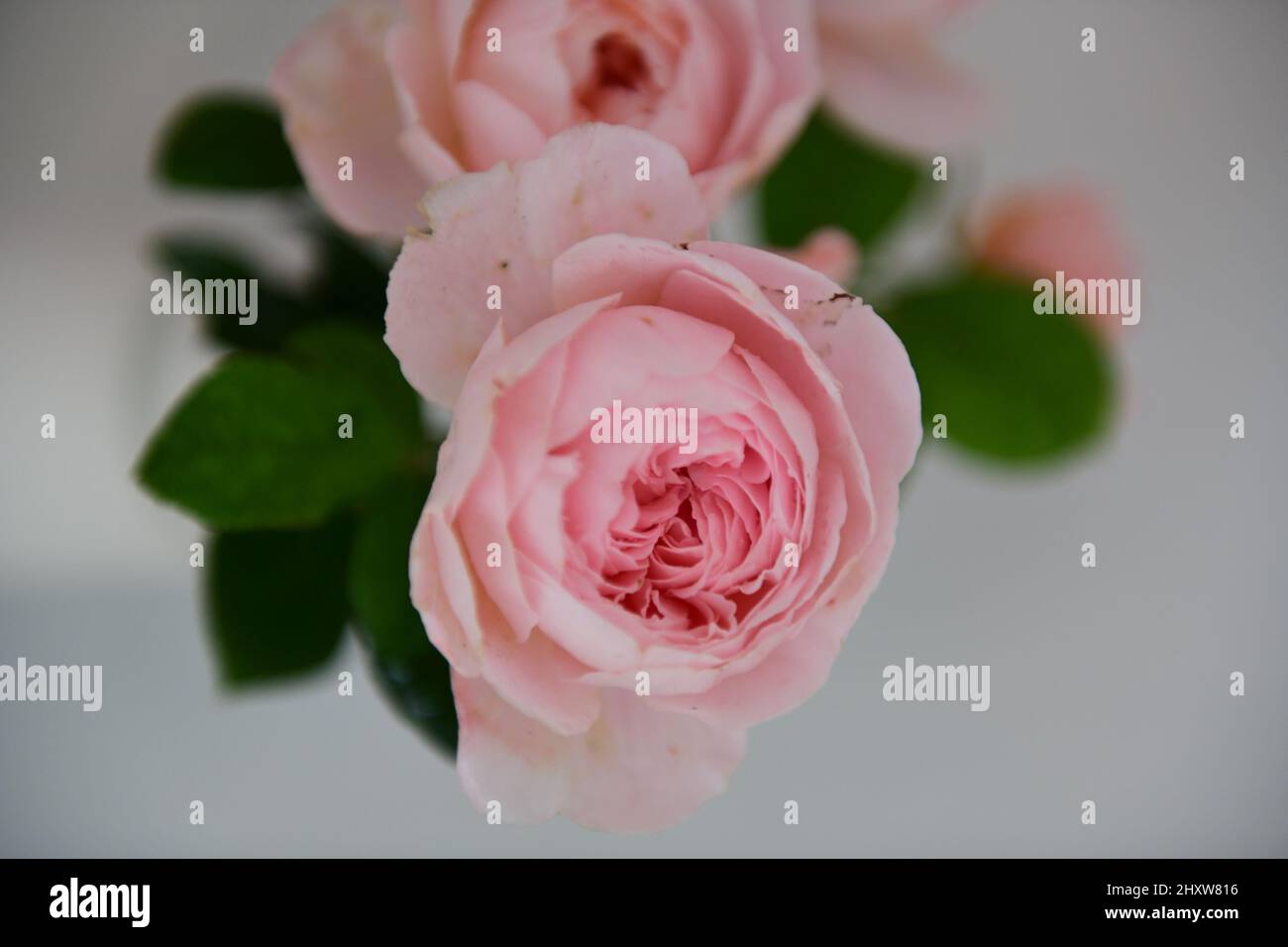 Classic english roses hi-res stock photography and images - Alamy