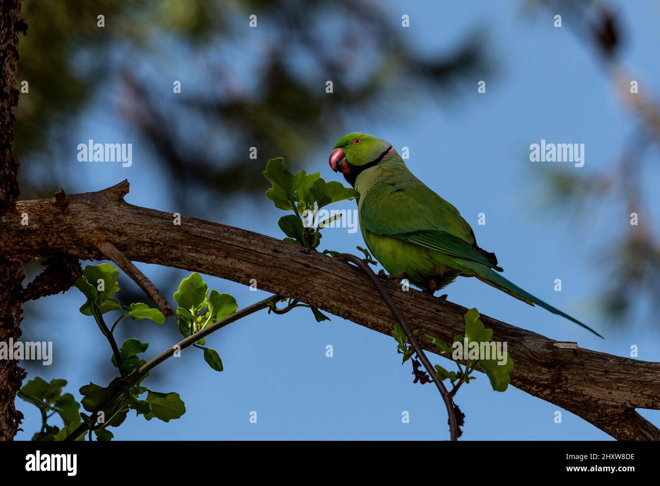 Ringneck Parakeet. indian parrot green Stock Photo - Alamy