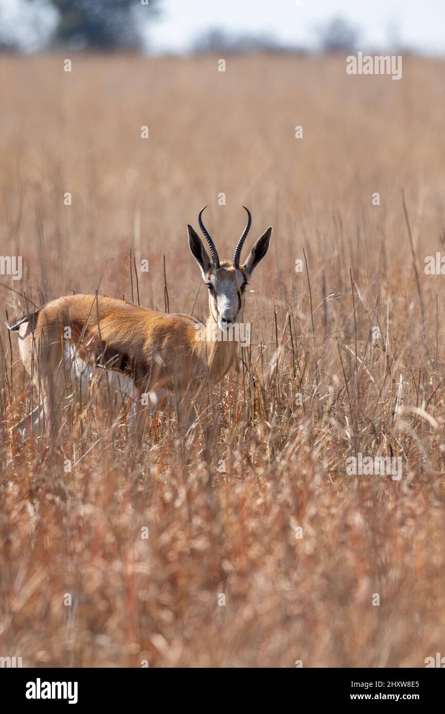 Springbok with horns hi-res stock photography and images - Alamy