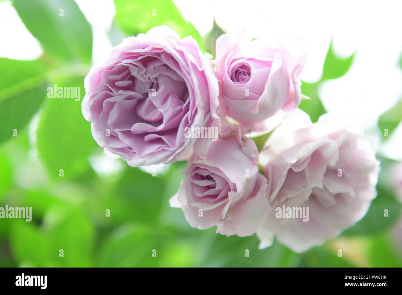 Closeup shot of purple Kordes roses in the garden Stock Photo - Alamy
