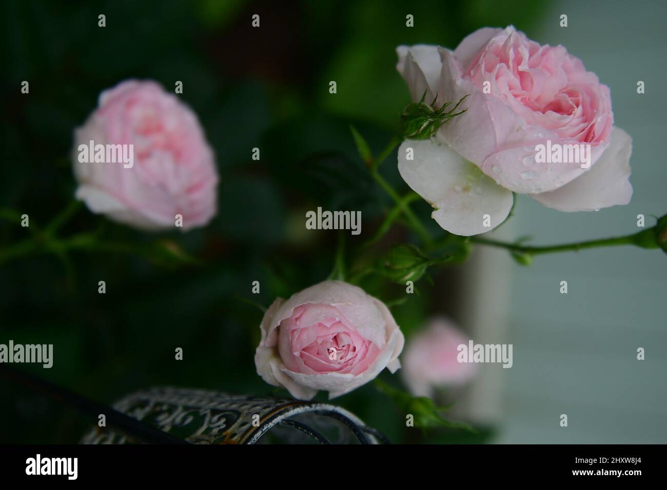 Vertical shot of pink David Austin Roses Stock Photo - Alamy