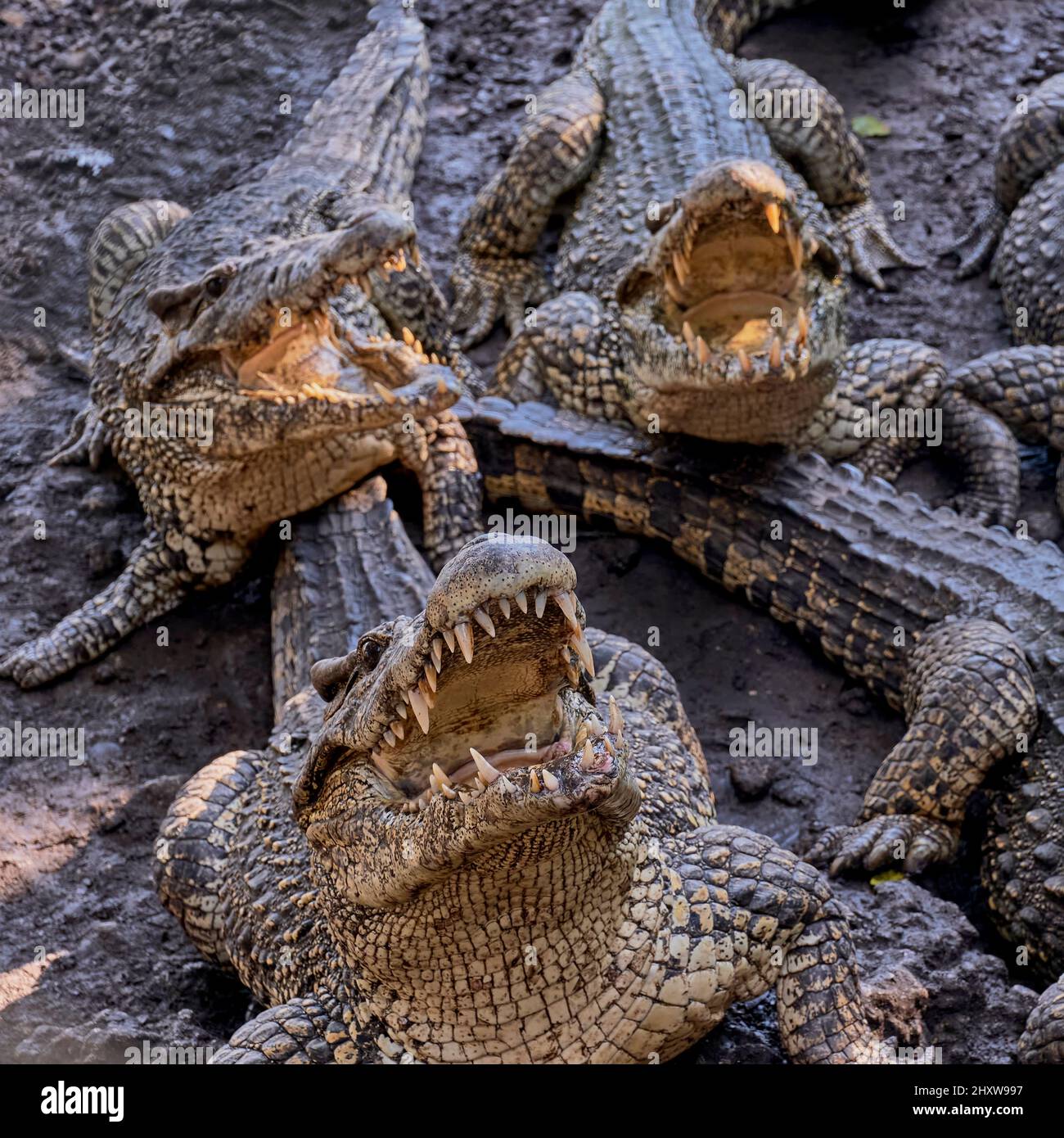 Crocodiles paw hi-res stock photography and images - Alamy