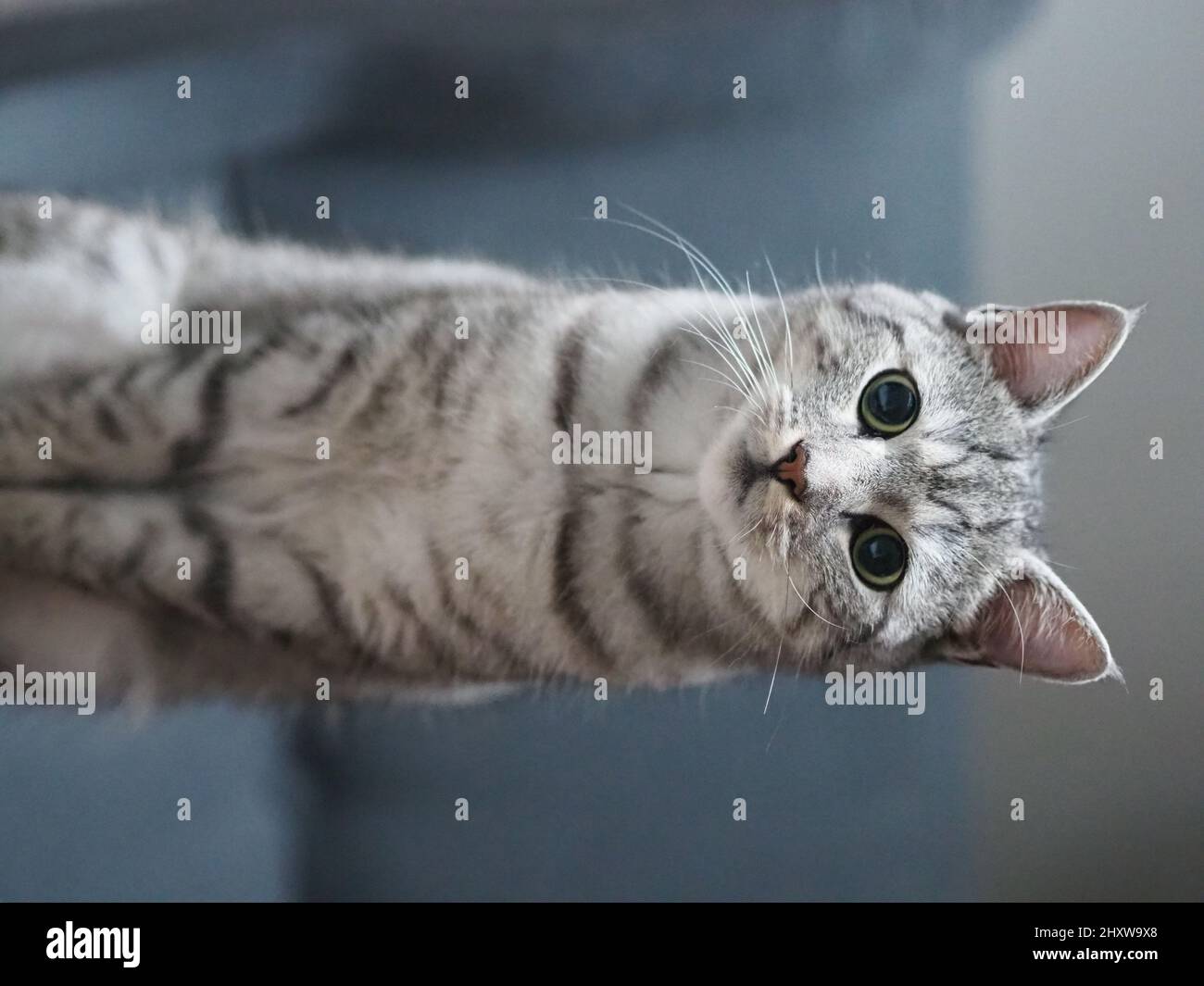 Closeup of an adorable Brazilian Shorthair cat Stock Photo - Alamy