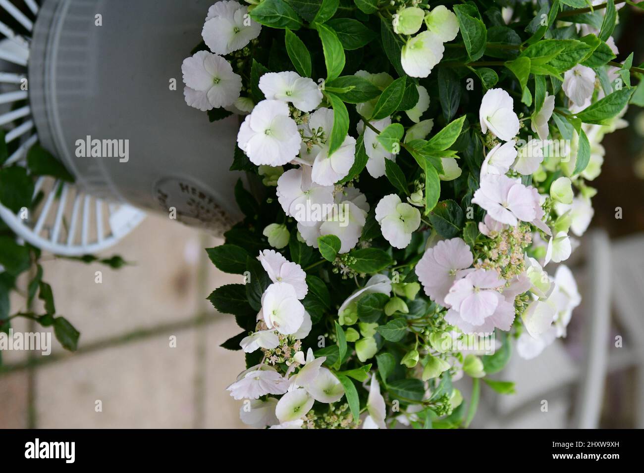 Vertical shot of hydrangea Runaway Bride flowers in a vase Stock Photo ...