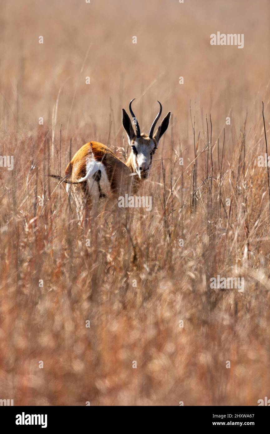 Springbok with horns hi-res stock photography and images - Alamy