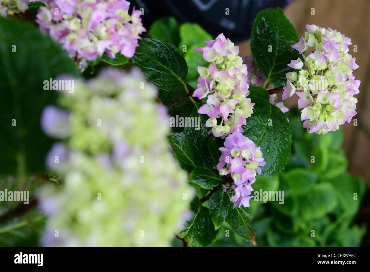 Pink hydrangea Runaway Bride flowers in the garden Stock Photo - Alamy