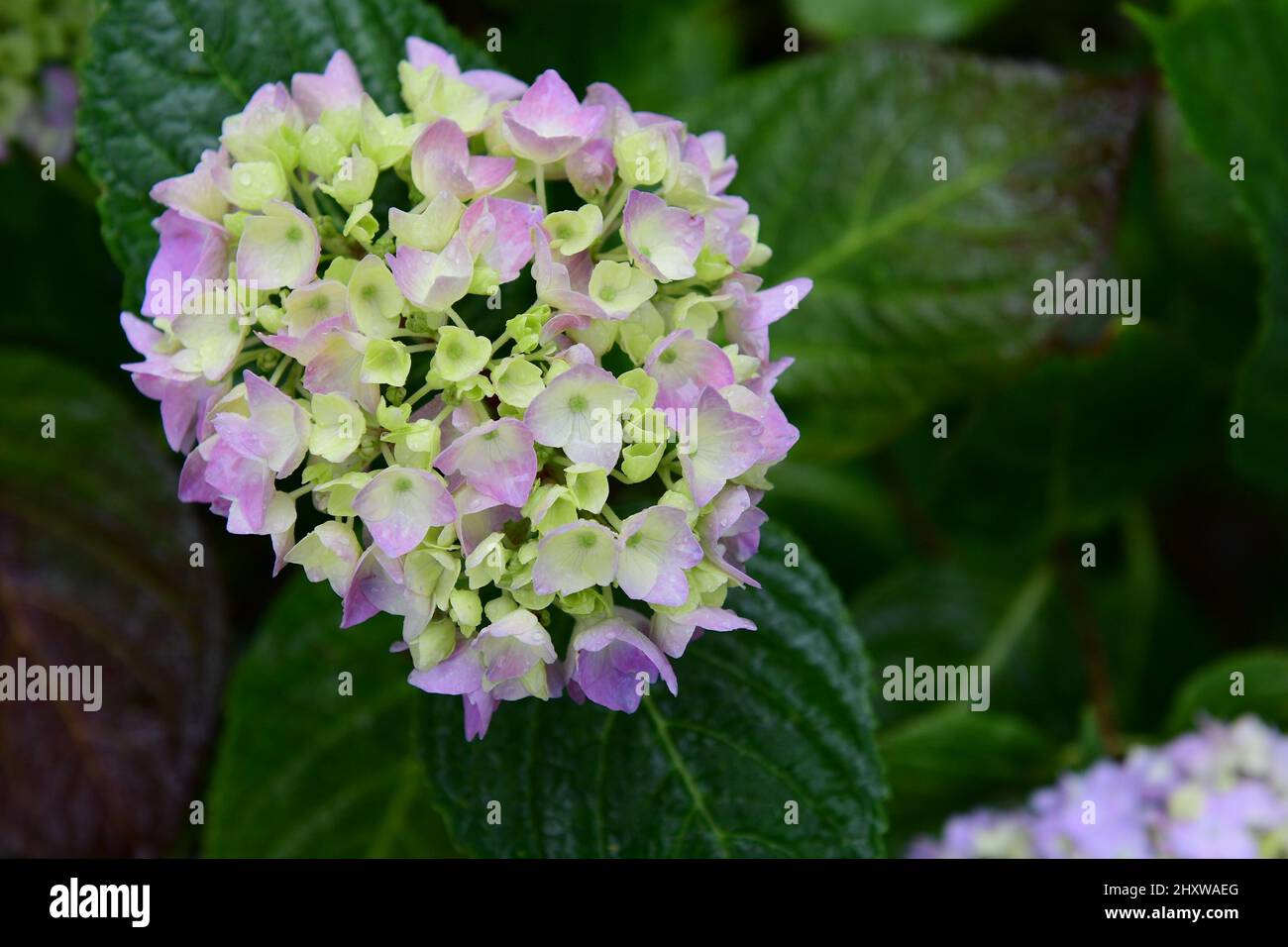 Hydrangea runaway bride hi-res stock photography and images - Alamy