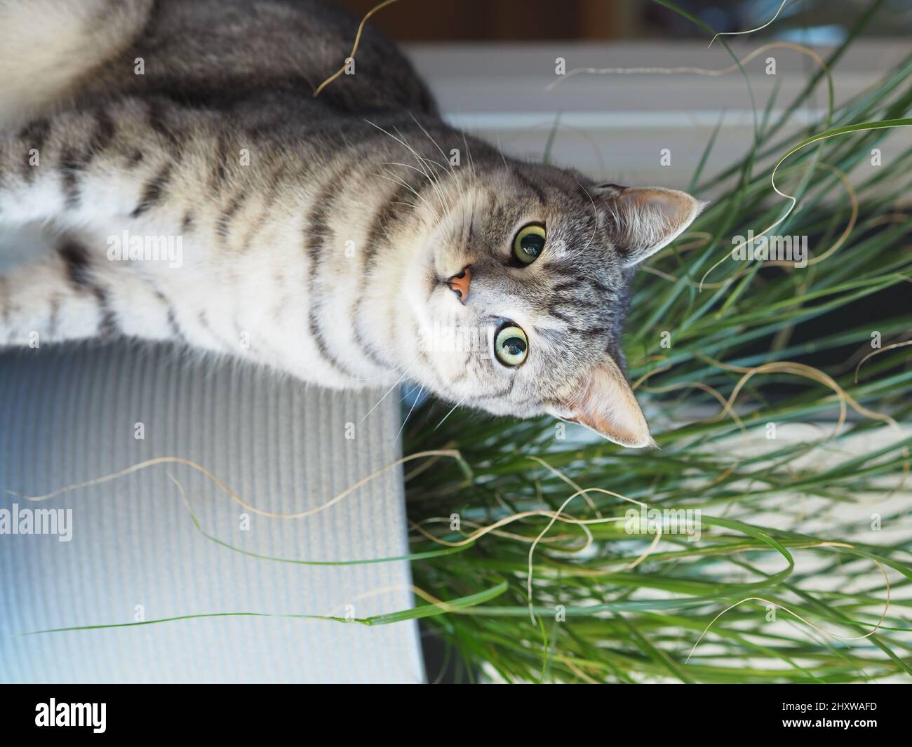 Closeup of an adorable Brazilian Shorthair cat Stock Photo - Alamy