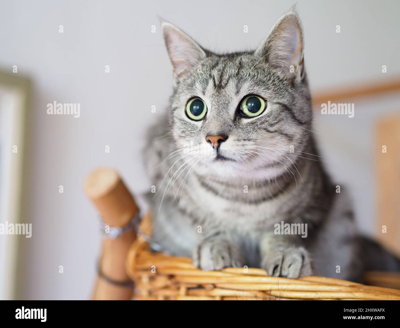 A closeup of an adorable Brazilian Shorthair cat Stock Photo - Alamy