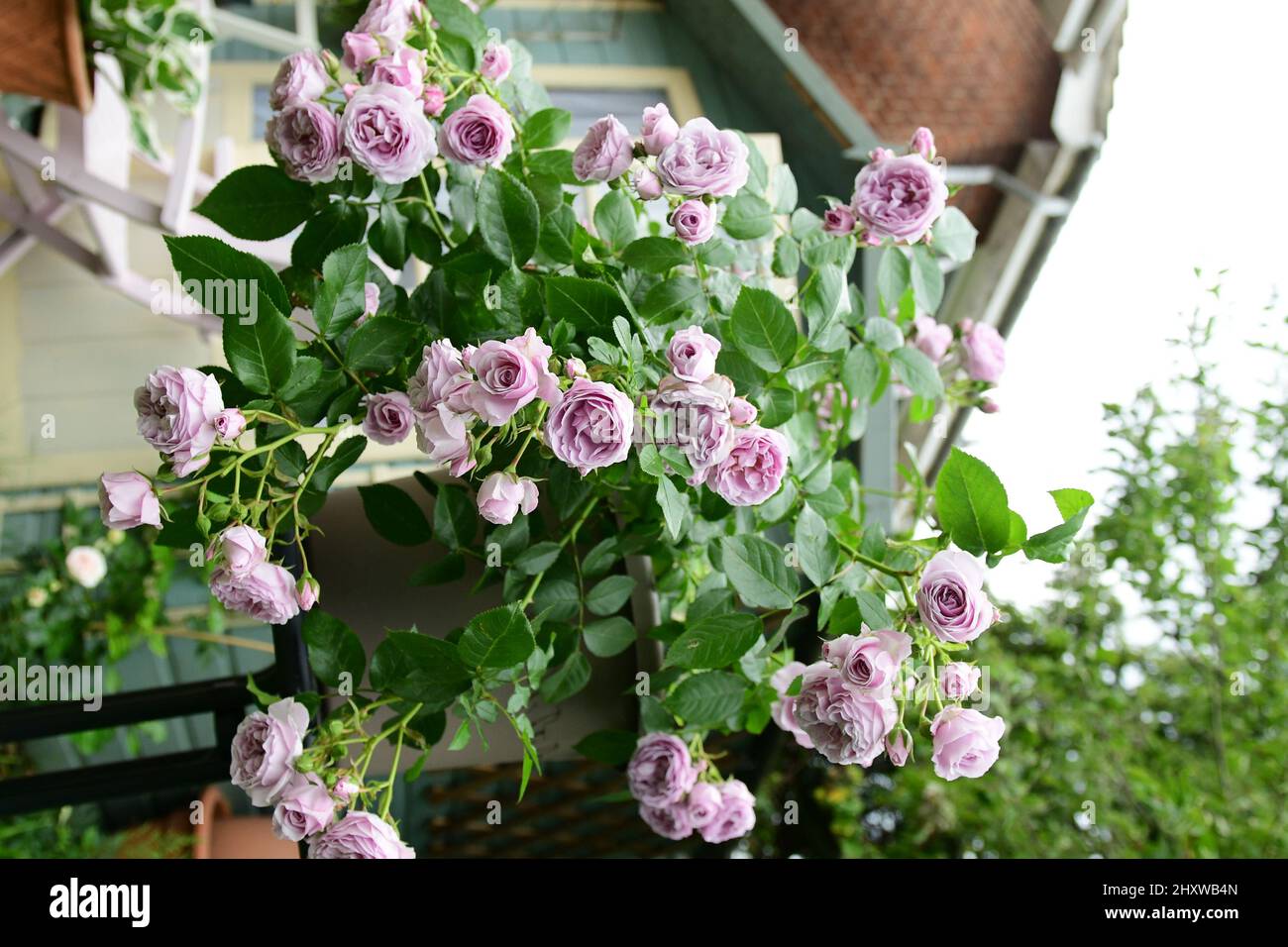 Vertical shot of the garden of purple Kordes roses Stock Photo - Alamy