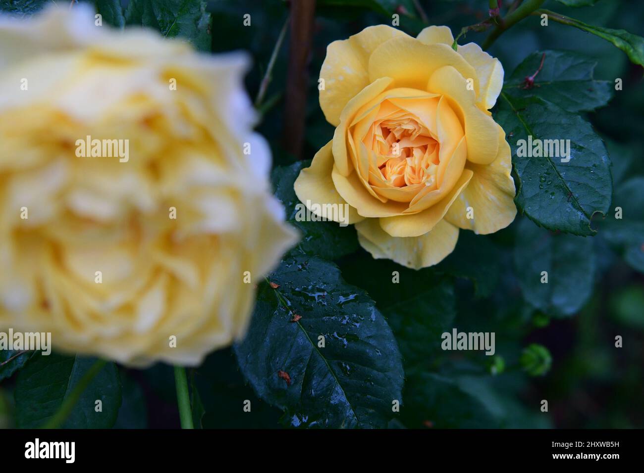 Yellow to apricot roses hi-res stock photography and images - Alamy
