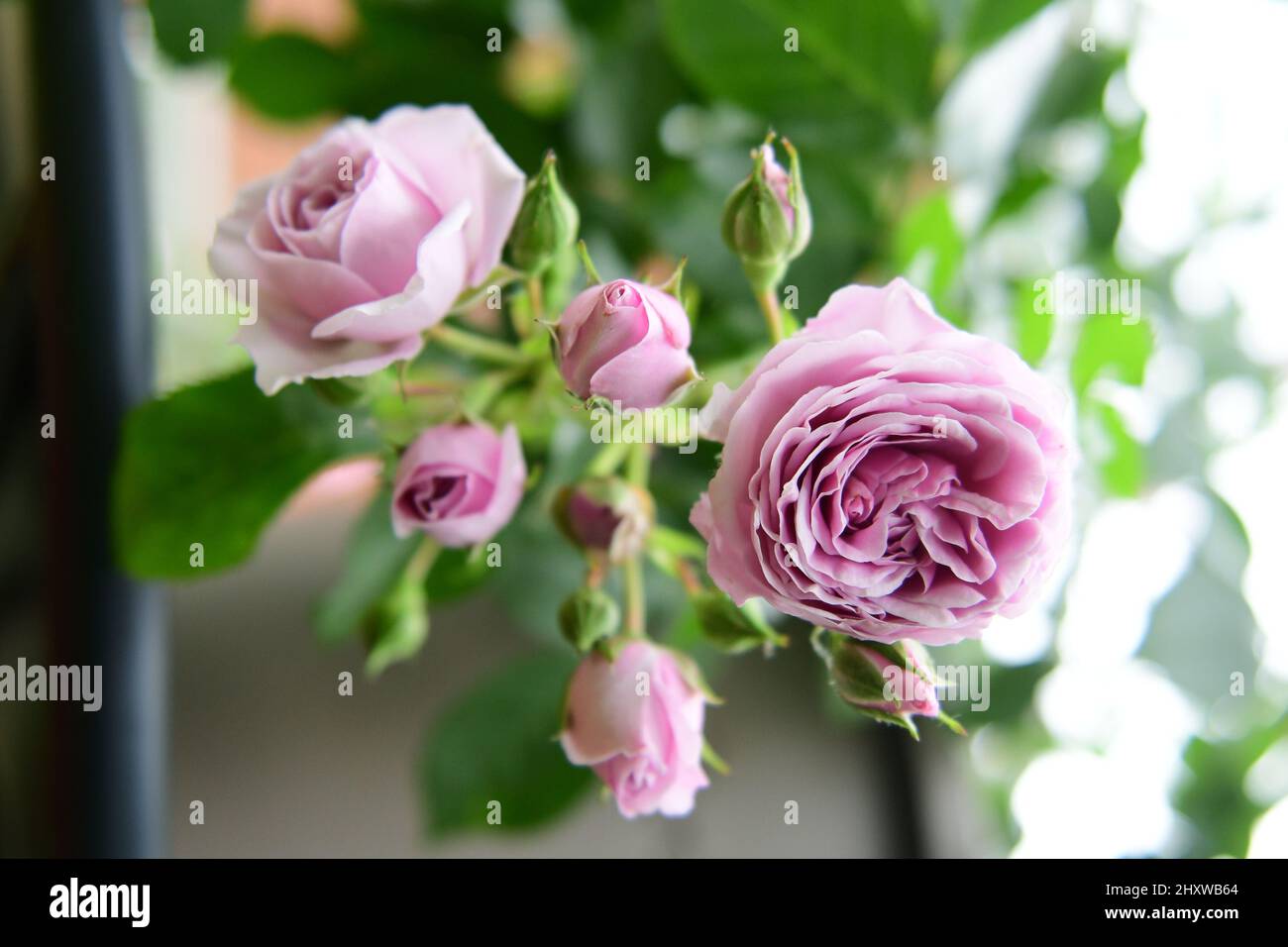Floribundus hi-res stock photography and images - Alamy