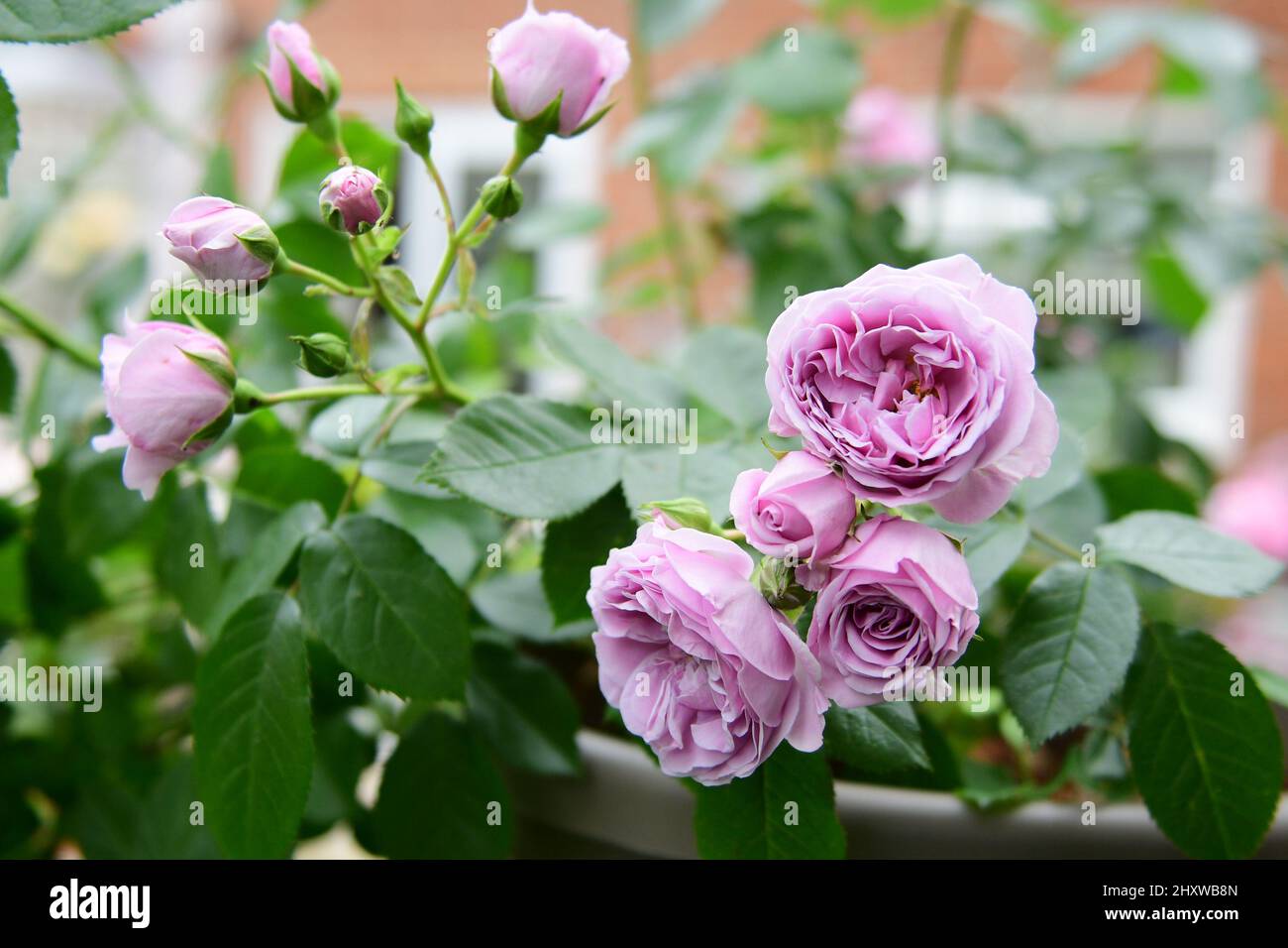 Floribundus hi-res stock photography and images - Alamy