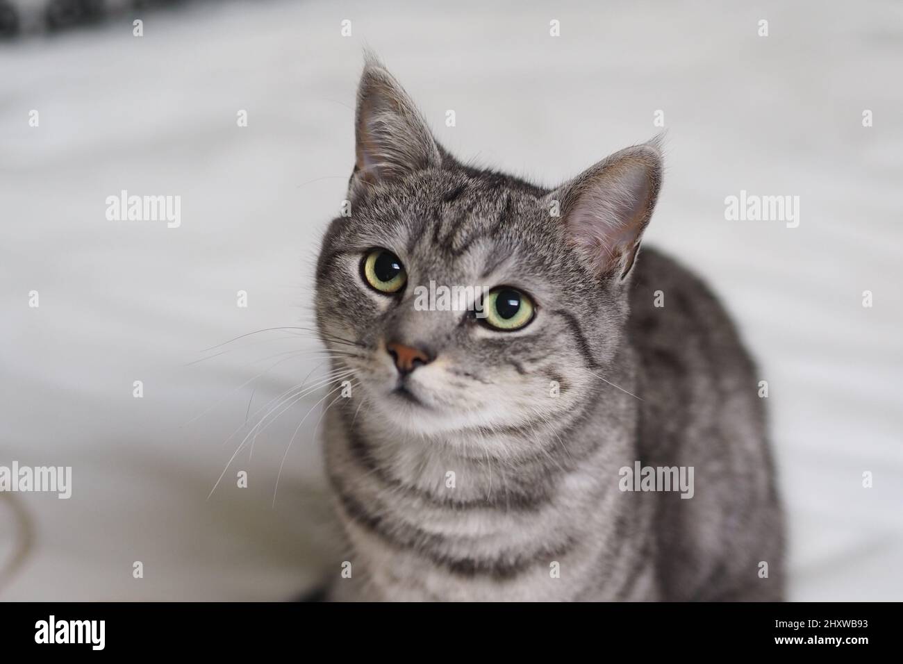 Closeup of an adorable Brazilian Shorthair cat Stock Photo - Alamy