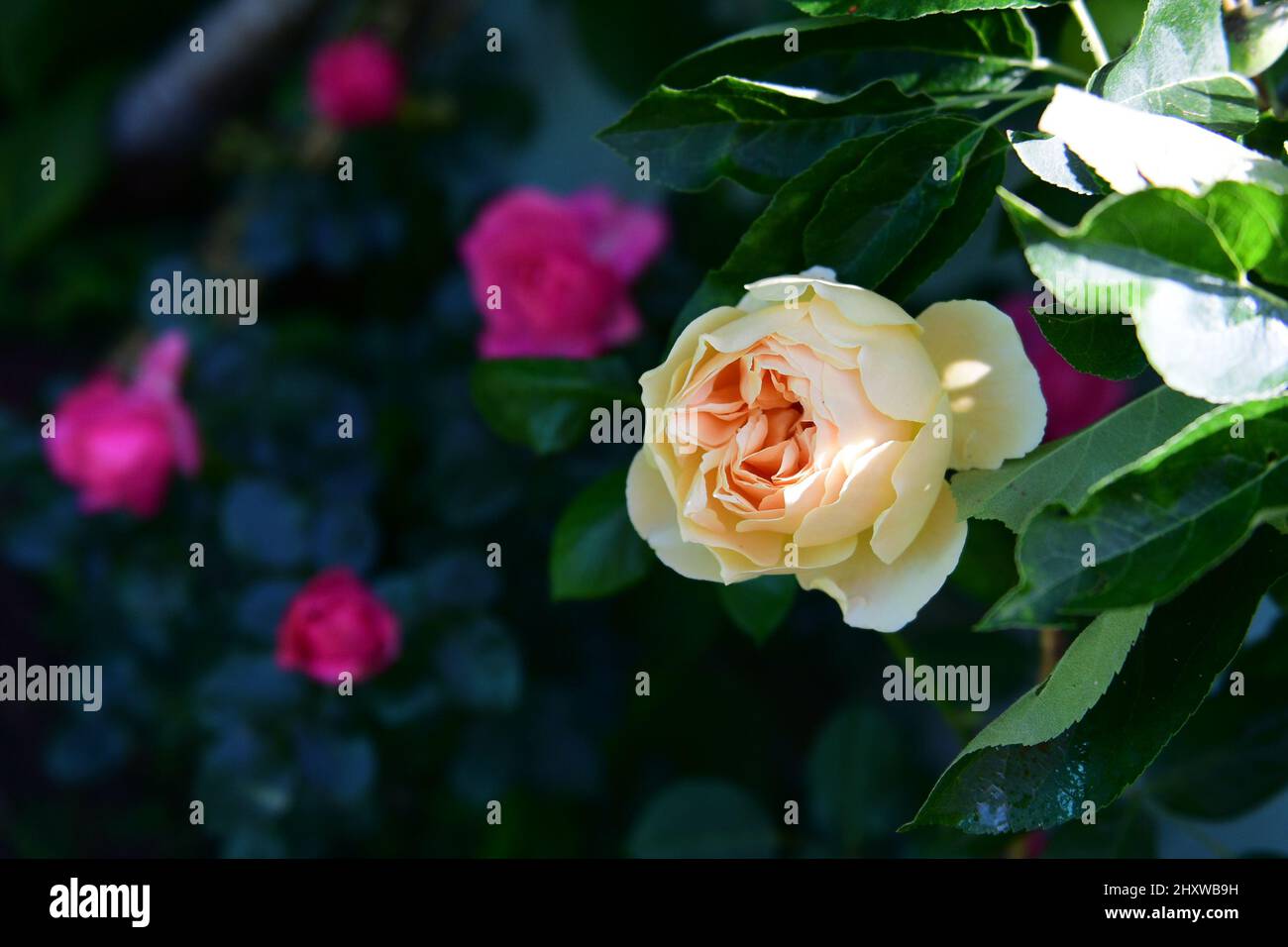 David austin desdemona hi-res stock photography and images - Alamy