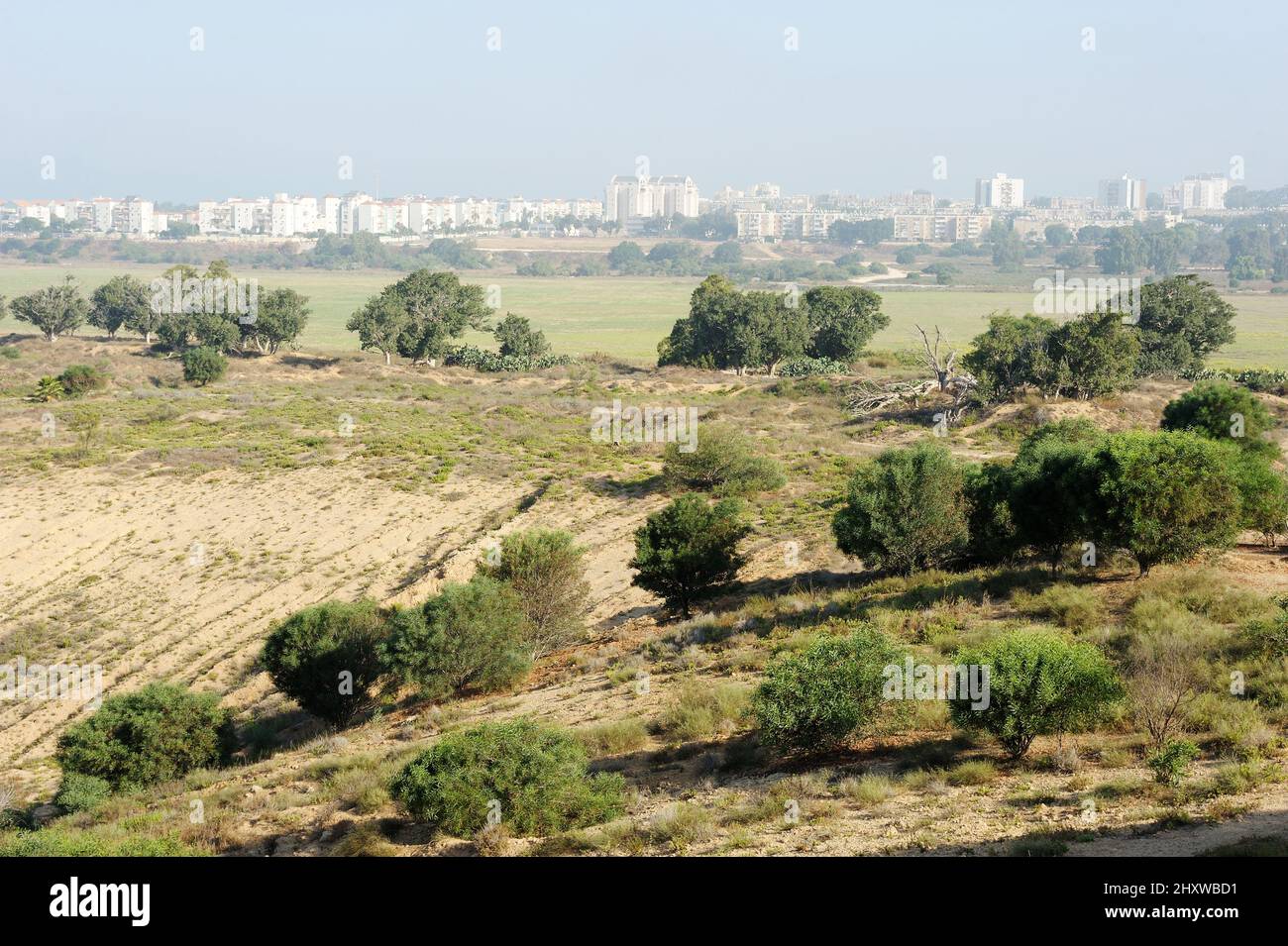 Trees, bushes, grass and cacti on waste ground near the town in Israel ...