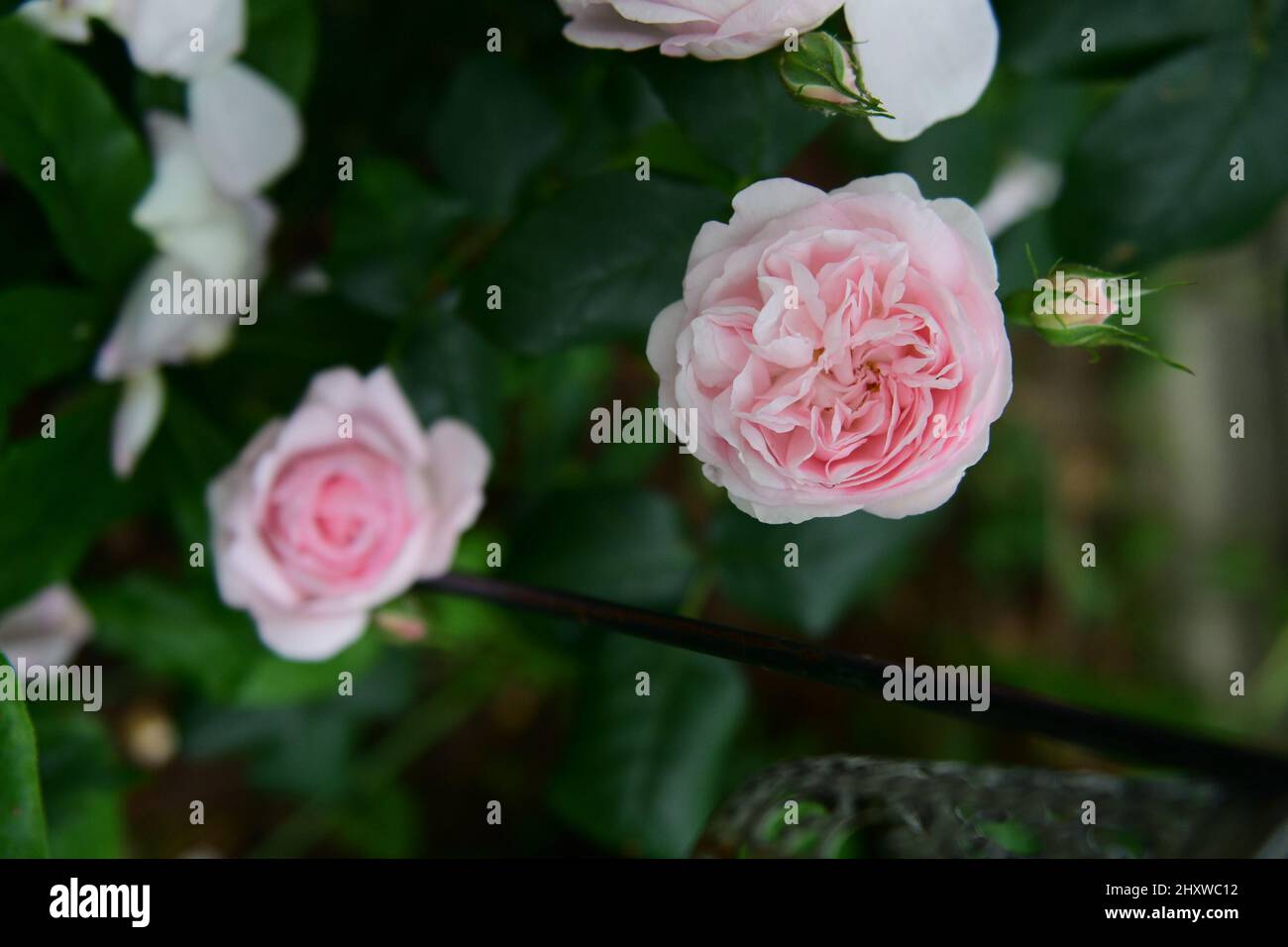 David austin desdemona hi-res stock photography and images - Alamy