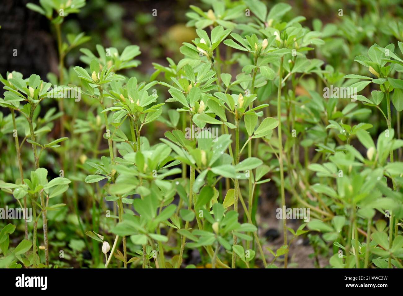 Closeup of a bunch of ripe green Greek plant Stock Photo - Alamy