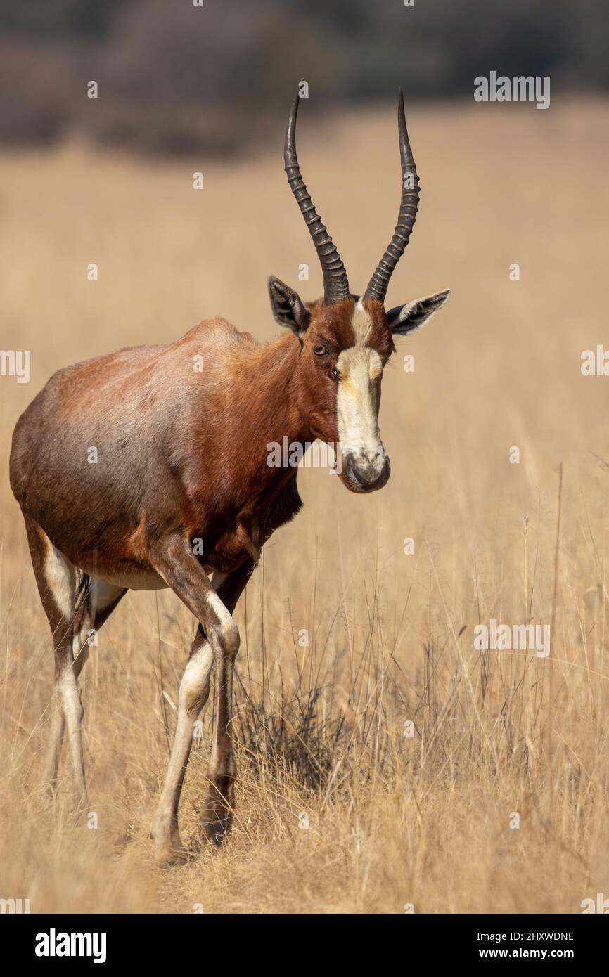 Game farm park hi-res stock photography and images - Alamy