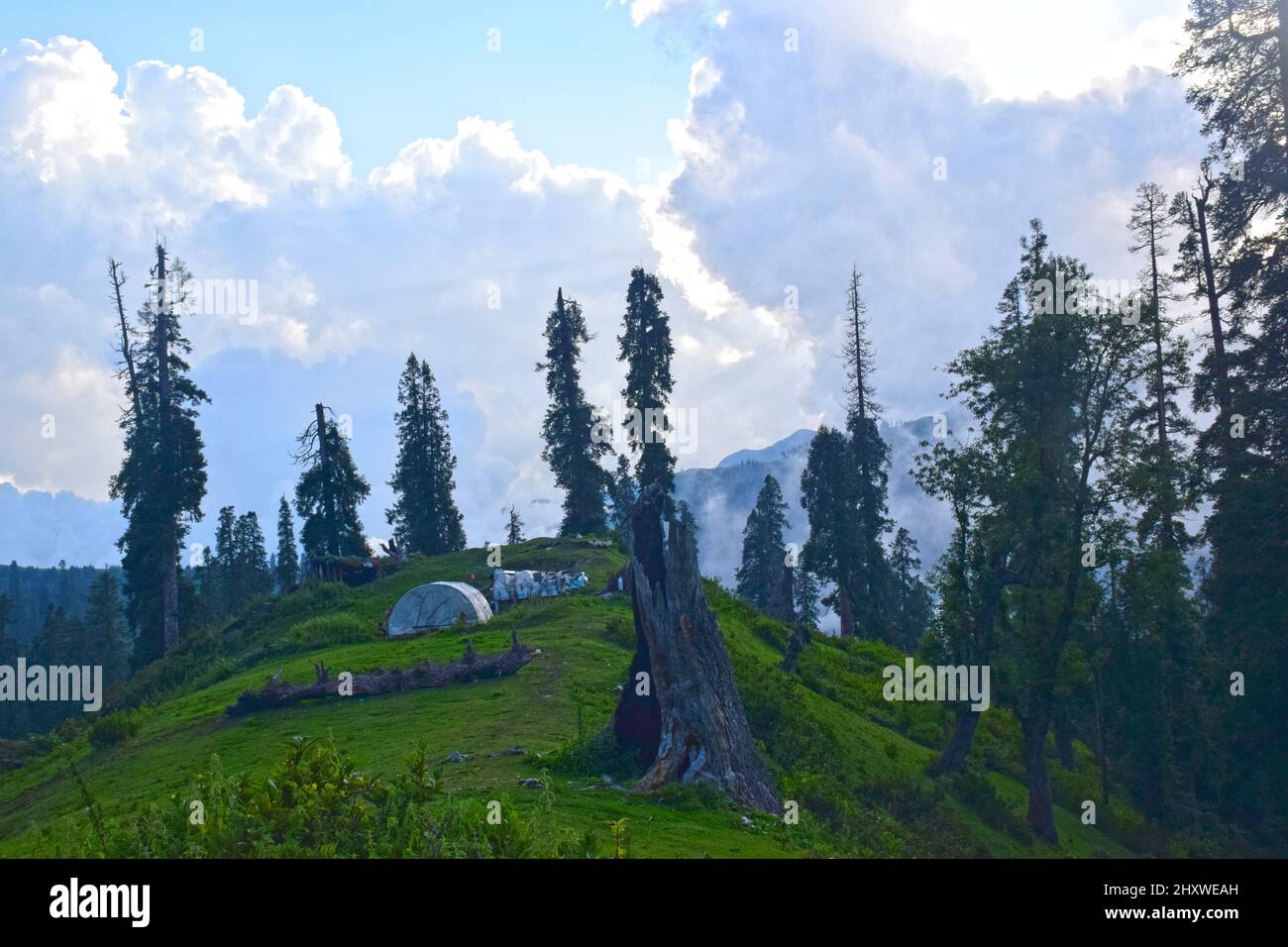 Aerial shot of a beautiful forest on a sunny summer day Stock Photo - Alamy