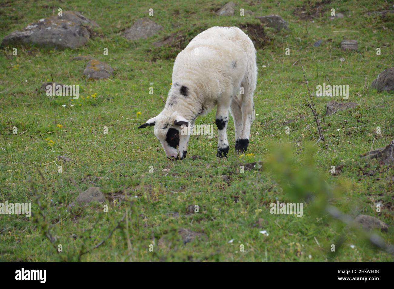 Landrace plant hi-res stock photography and images - Alamy
