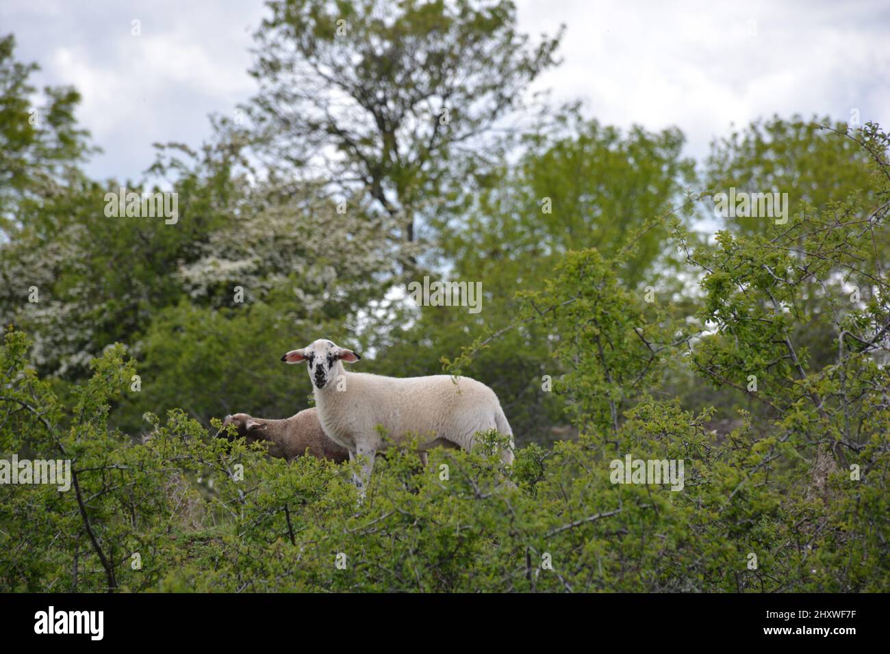 Landrace plant hi-res stock photography and images - Alamy
