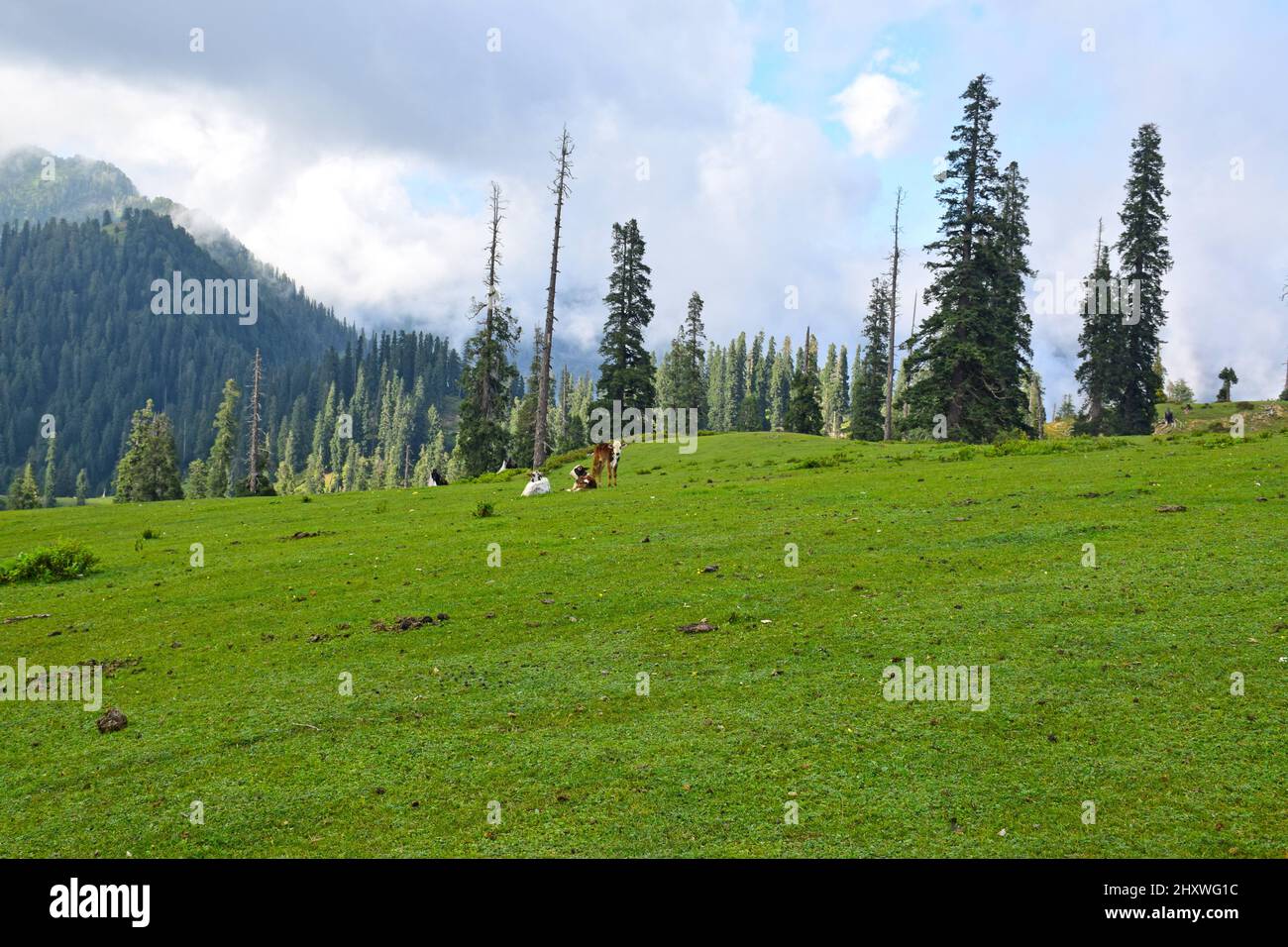 Aerial shot of a beautiful forest on a sunny summer day Stock Photo - Alamy