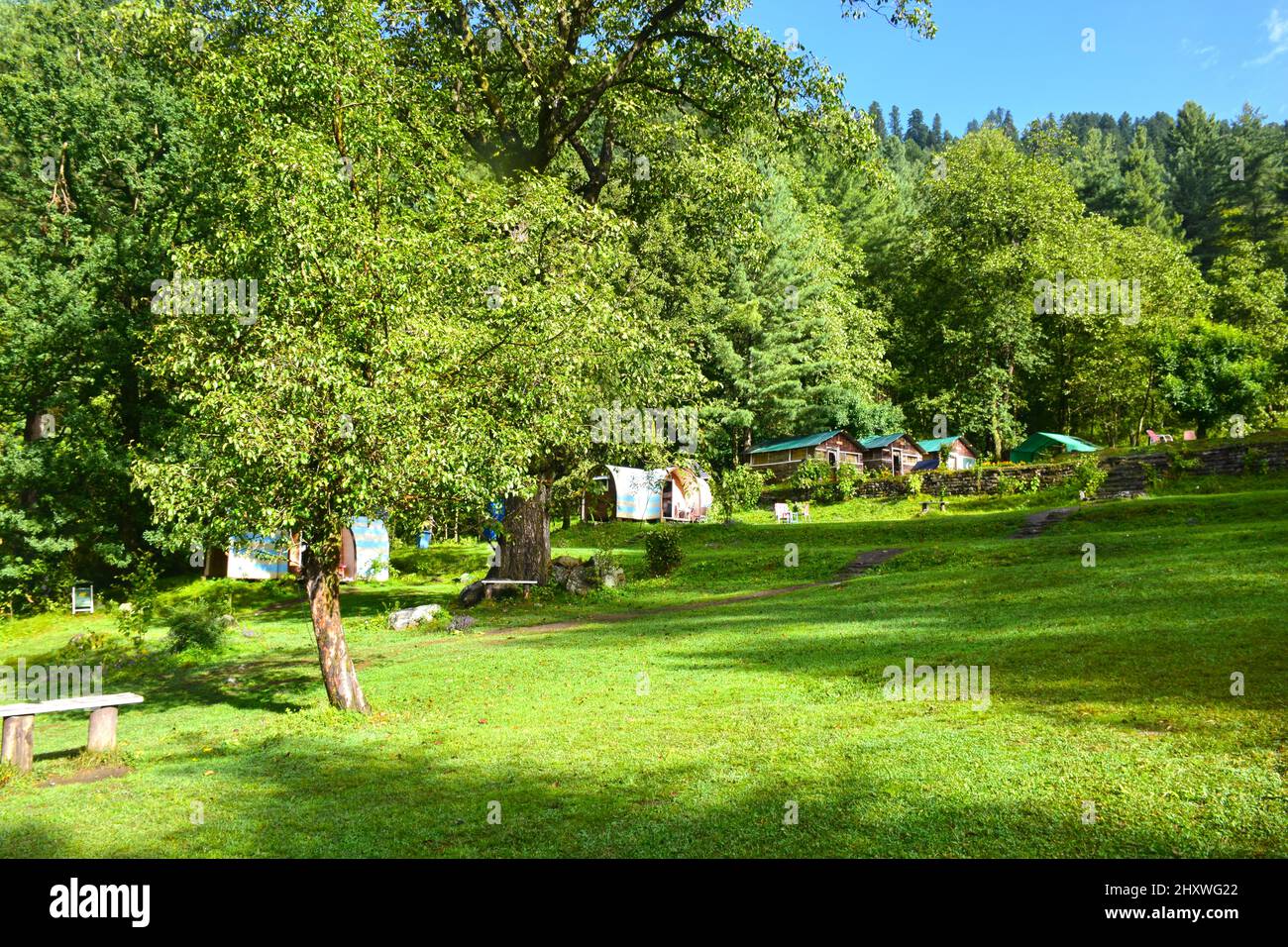 Aerial shot of a beautiful forest on a sunny summer day Stock Photo - Alamy