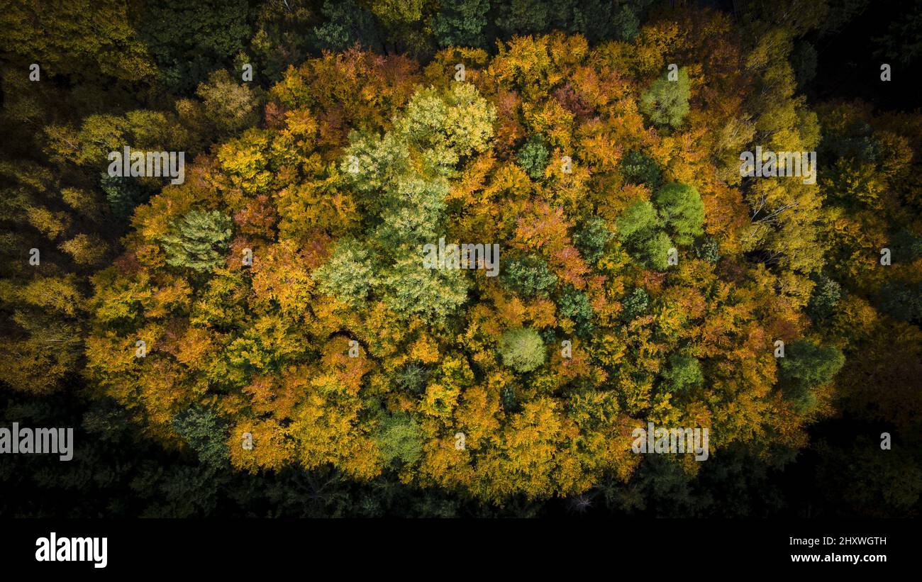 Top shot of autumn treetops. Great for wallpaper Stock Photo - Alamy