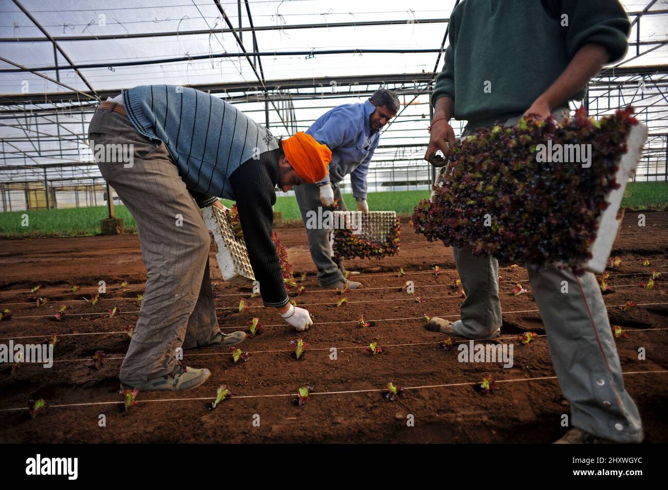 Immigrant farm worker hi-res stock photography and images - Alamy
