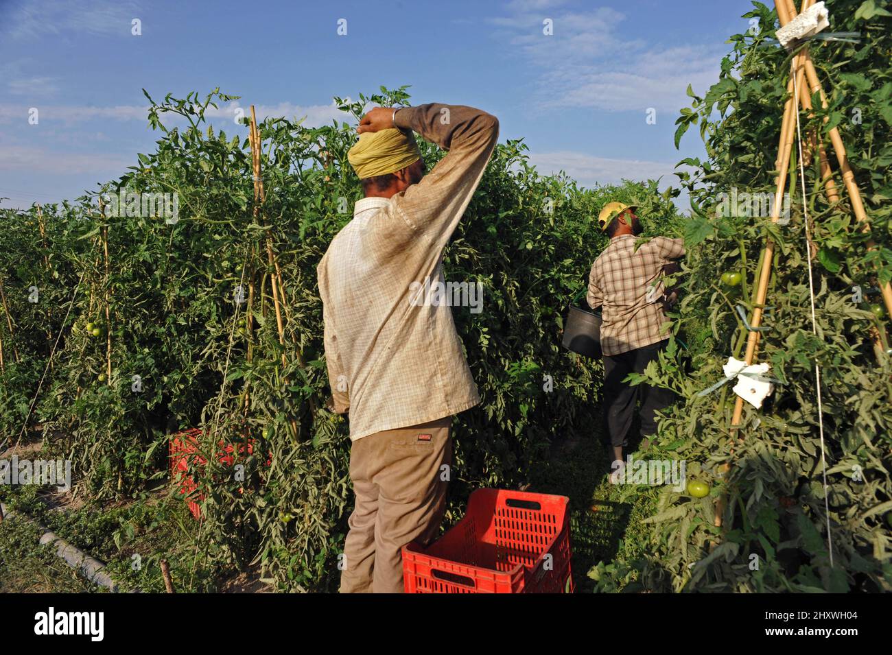 Aprilia (Latina), Italy 13/08/2010: Farm employ Sikh Indian laborers ...