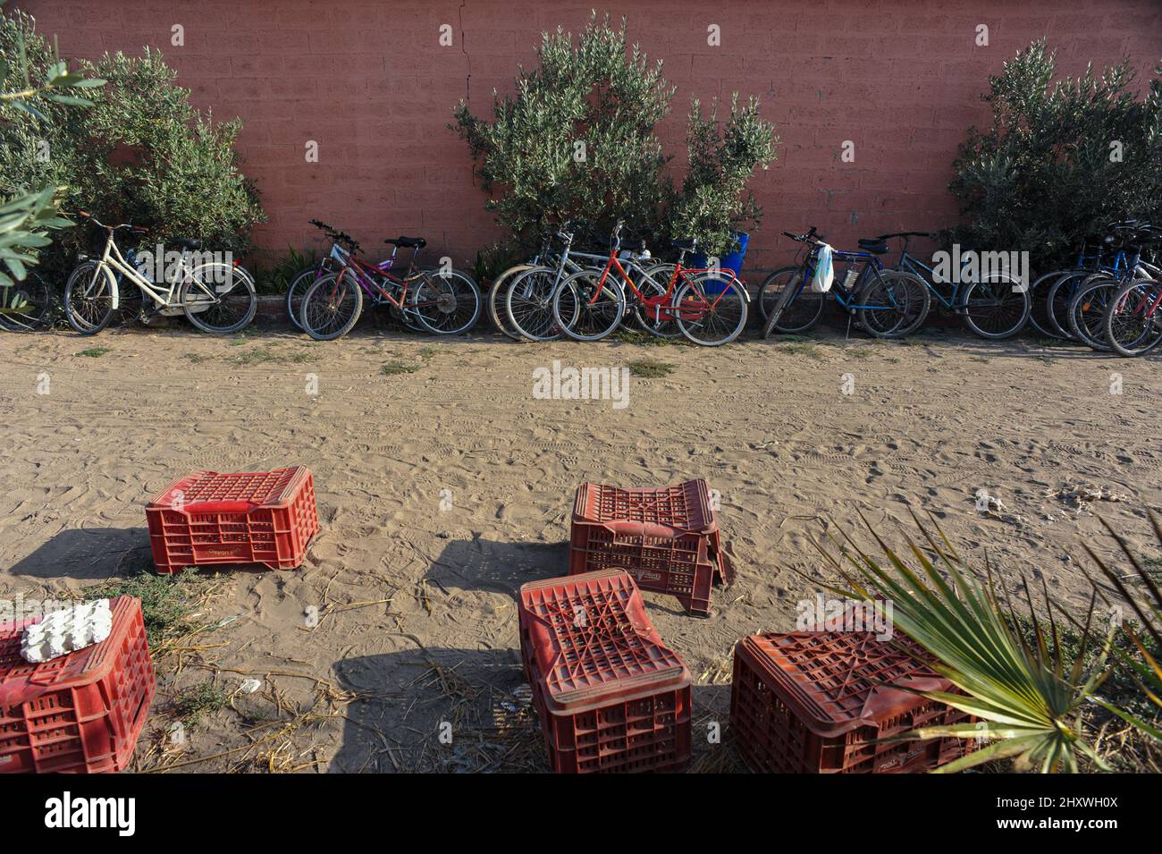 Aprilia (Latina), Italy 13/08/2010: Farm employ Sikh Indian laborers ...