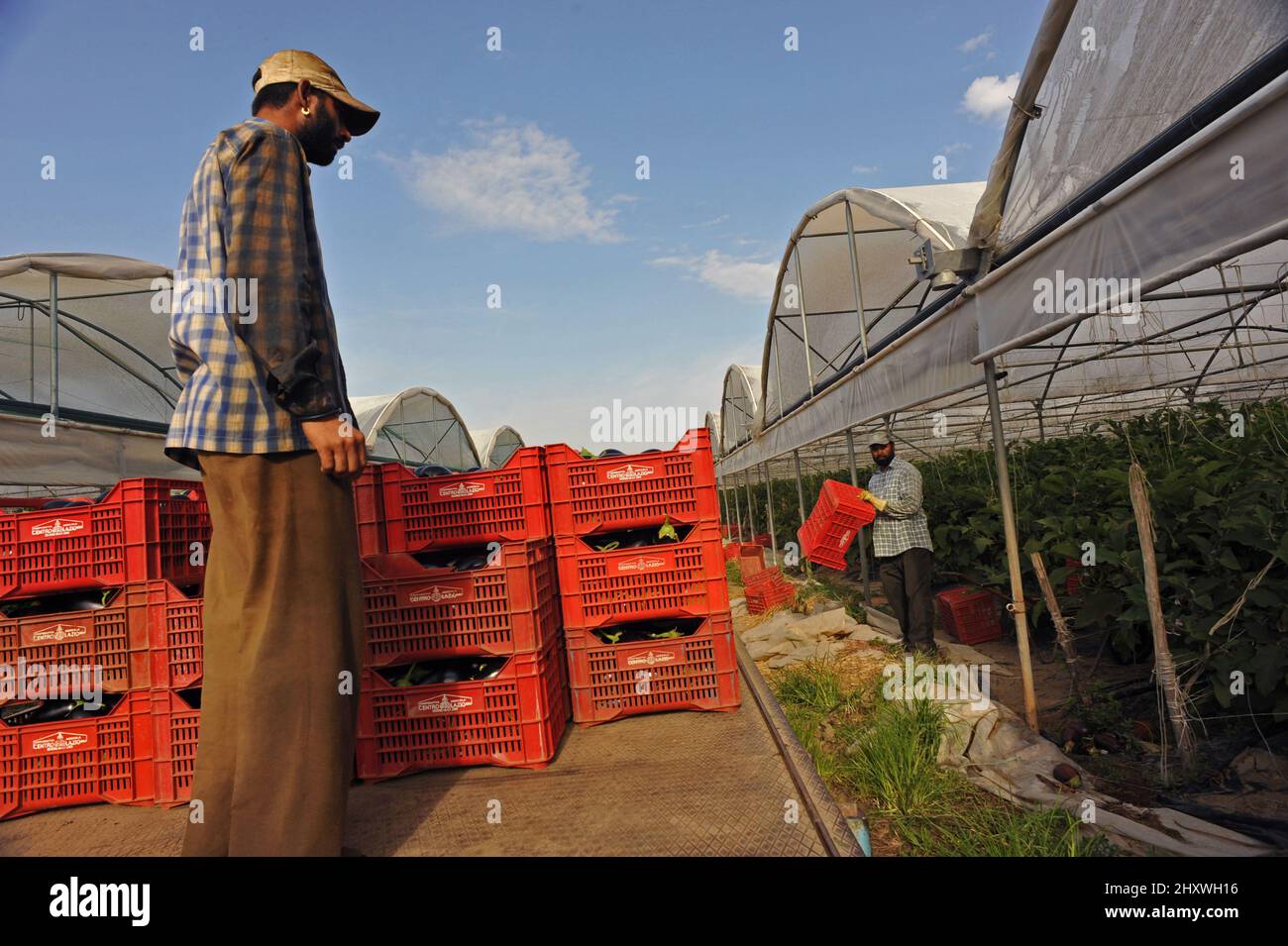 Aprilia (Latina), Italy 13/08/2010: Farm employ Sikh Indian laborers ...