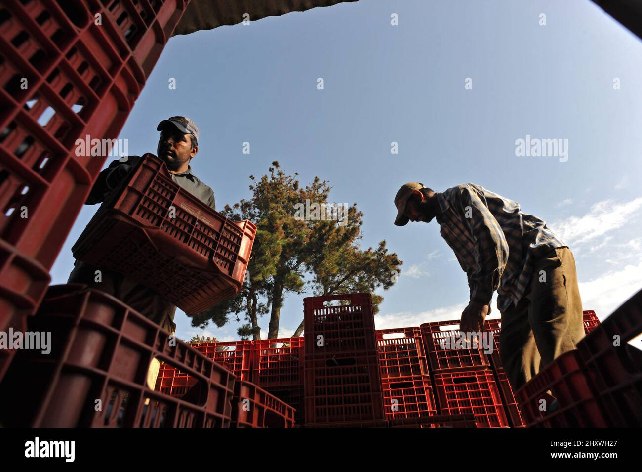 Aprilia (Latina), Italy 13/08/2010: Farm employ Sikh Indian laborers ...