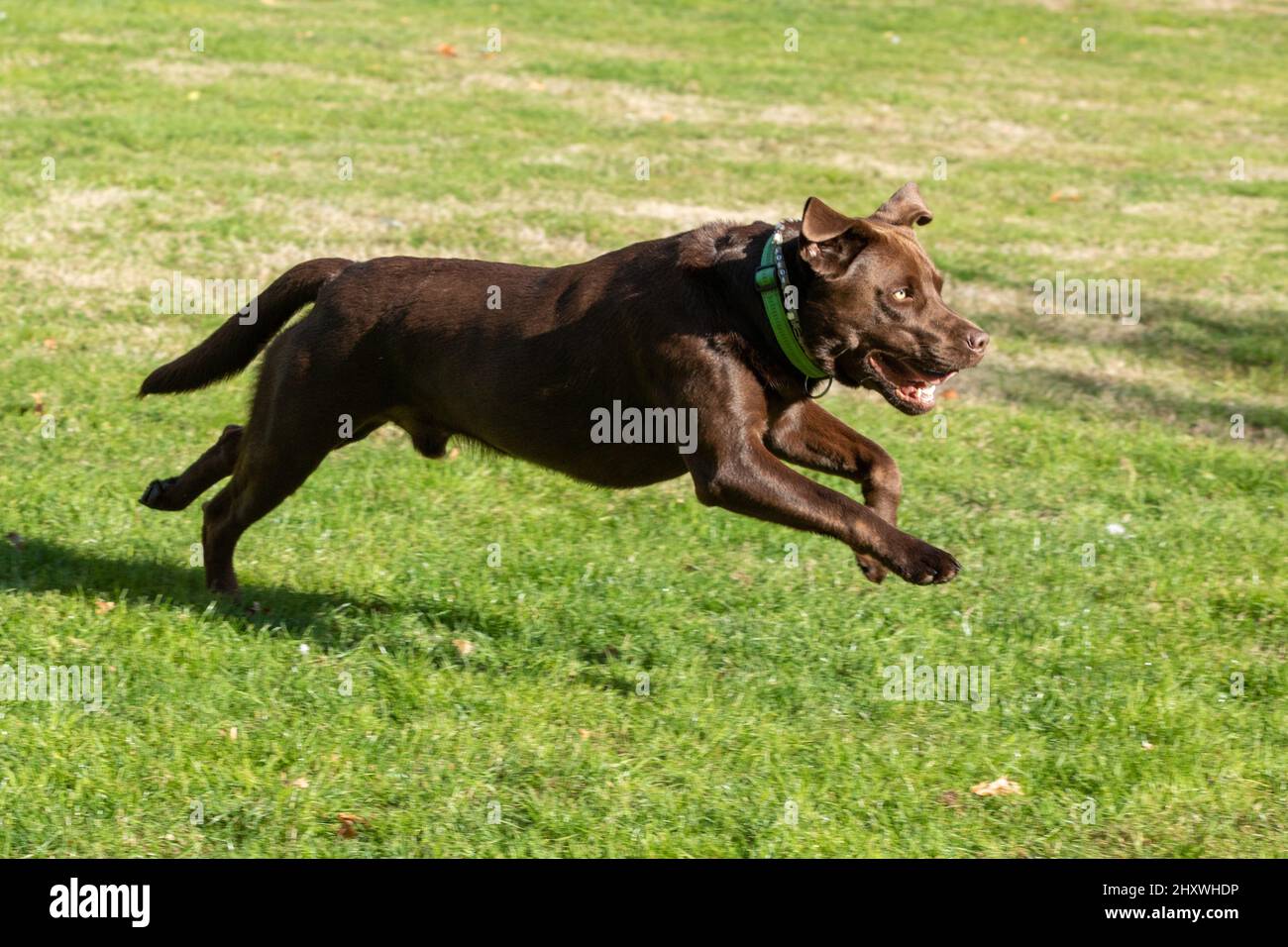 Labrador running and jumping on the lawn Stock Photo - Alamy