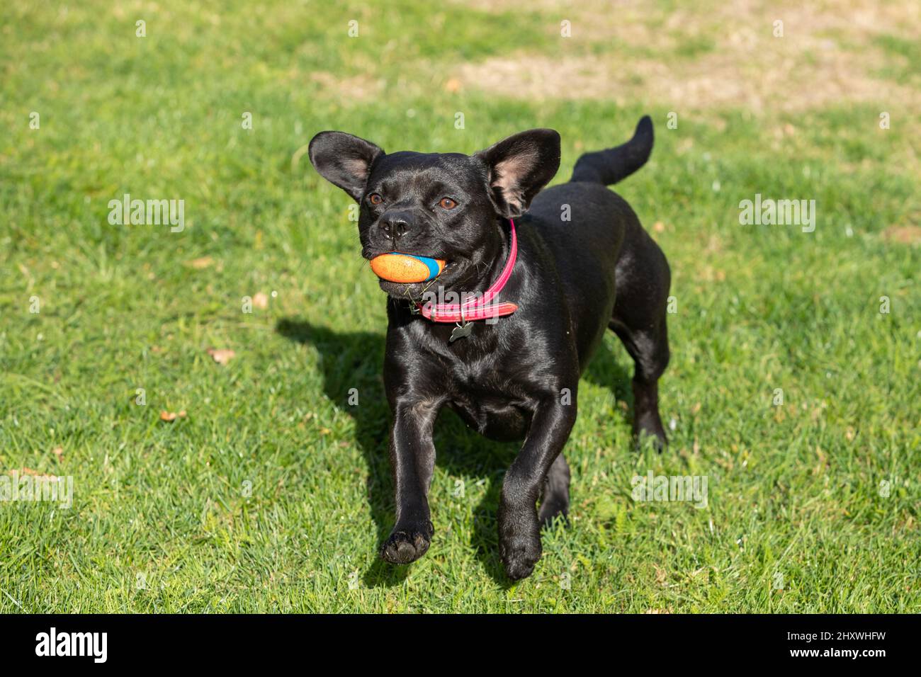 Terrier running and jumping on the lawn Stock Photo - Alamy