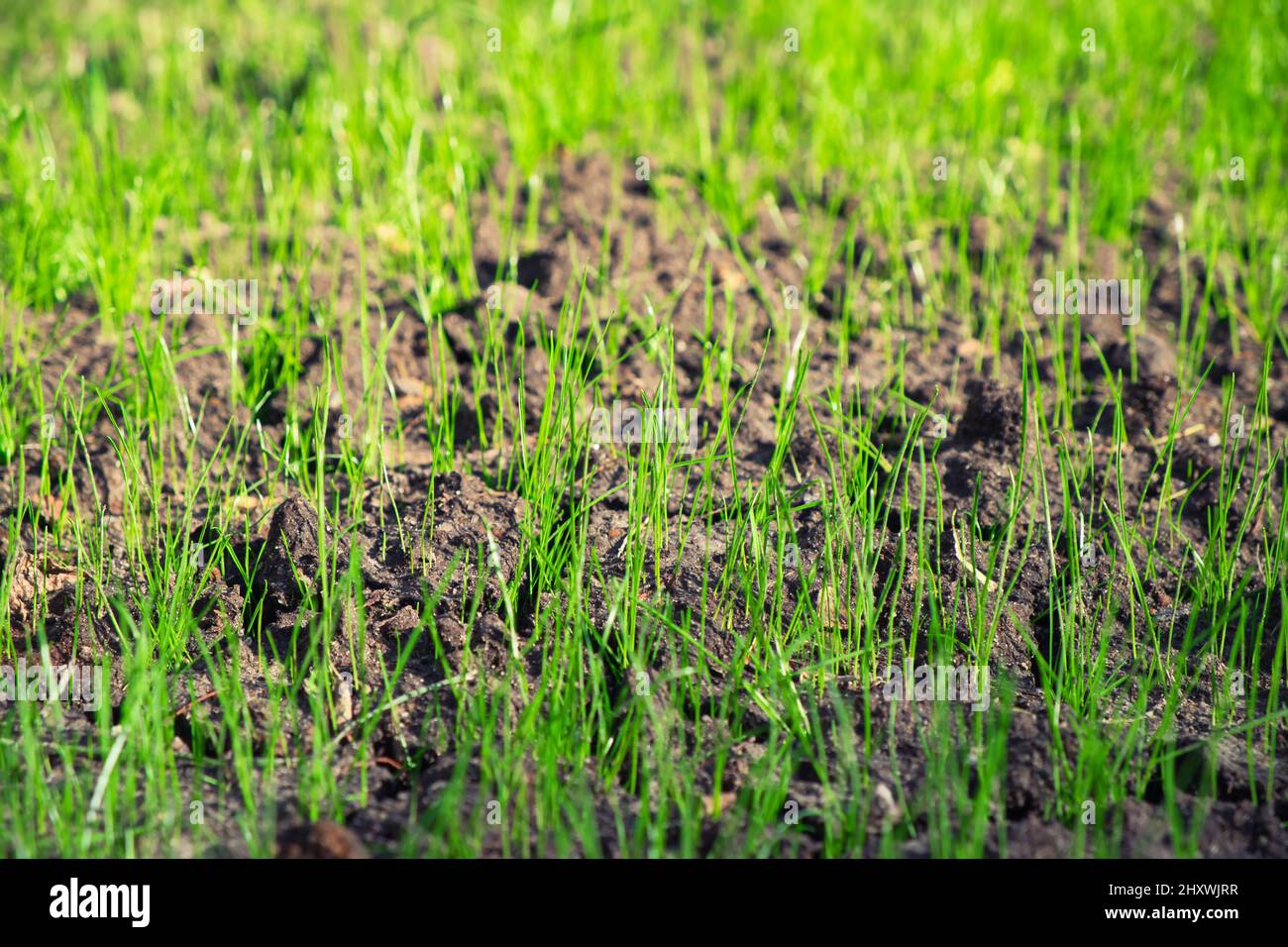 Green lawn sprouts from the ground. Young fresh grass Stock Photo - Alamy