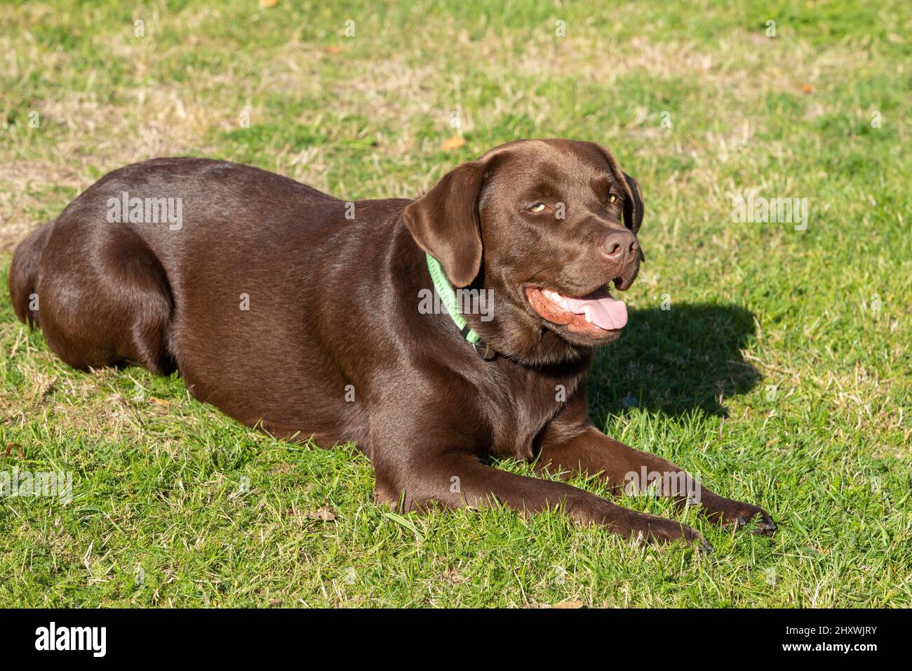 Labrador lying on the lawn Stock Photo - Alamy