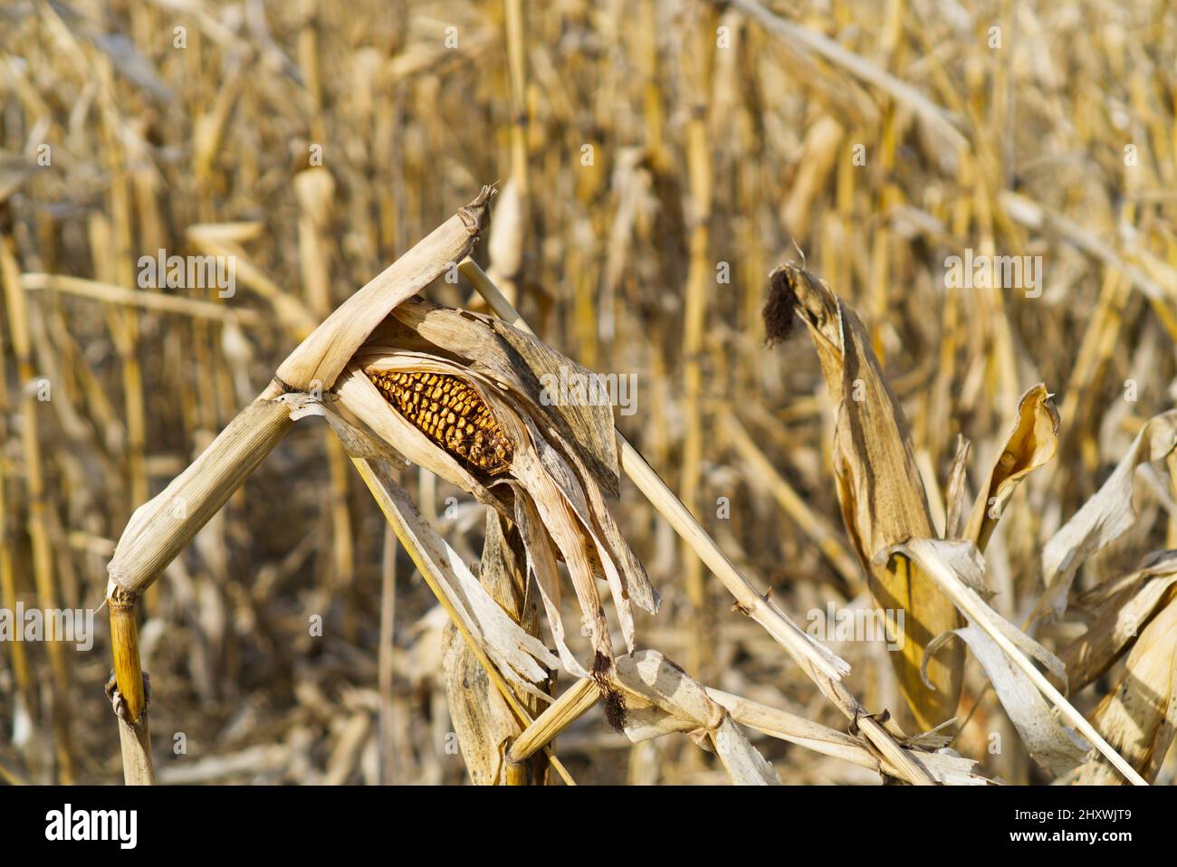 Dried up corn hi-res stock photography and images - Alamy