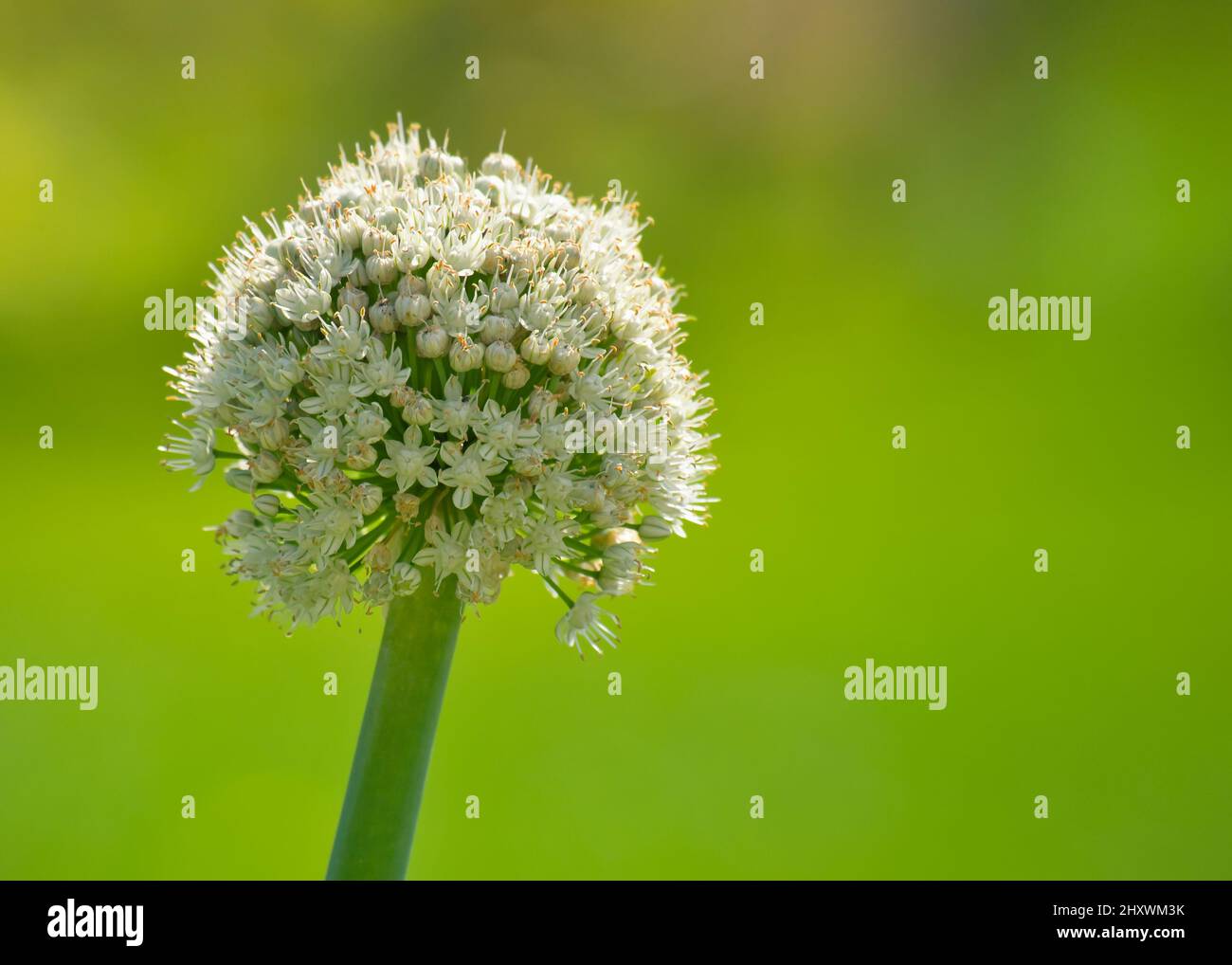 The macro image of blooming garlic flower. White sphere flower of ...