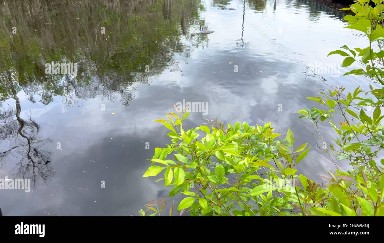 The Everglades with their wetlands are a popular landmark in Florida ...