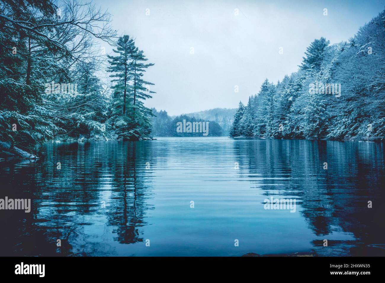 Limberlost forest hi-res stock photography and images - Alamy