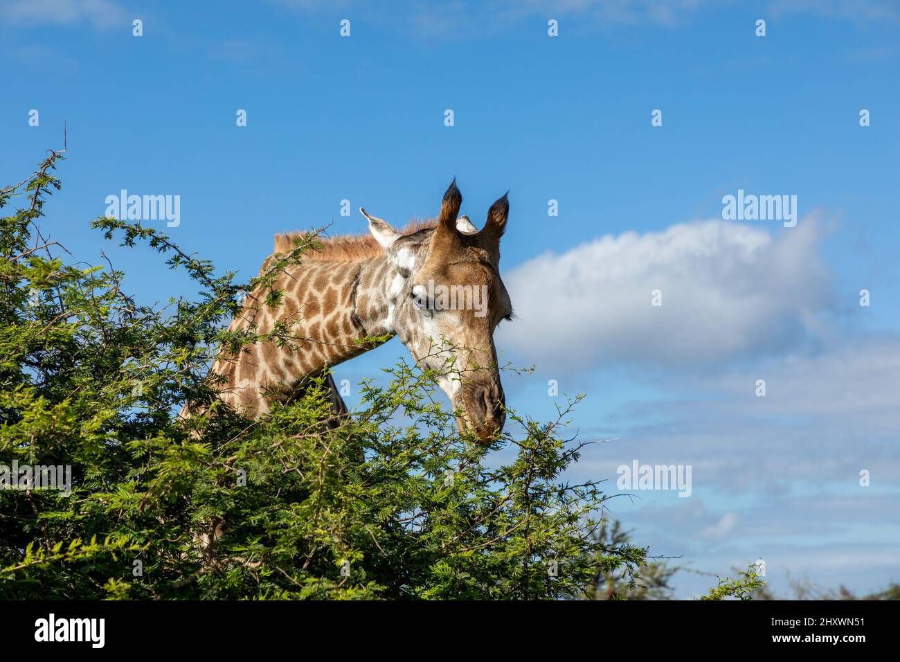 Giraffe eating leaves from tree hi-res stock photography and images - Alamy