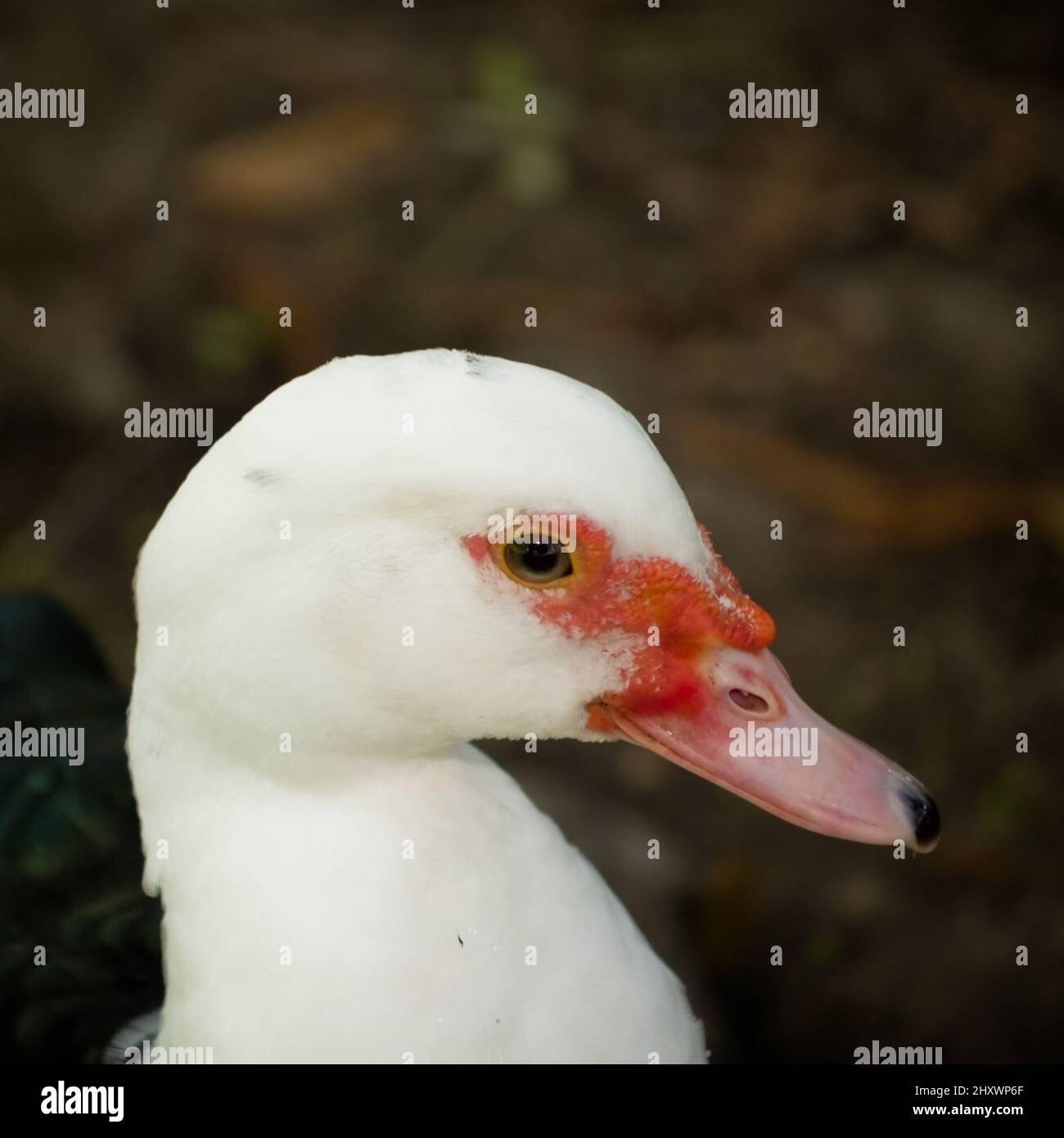 Blue poster with ducks hi-res stock photography and images - Alamy