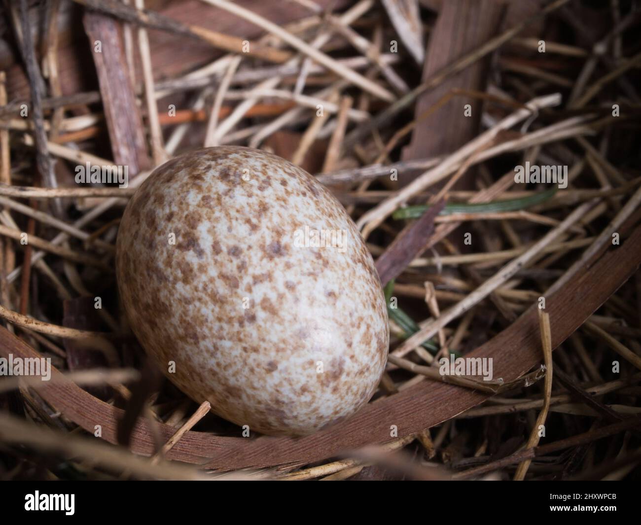 Birds in nest vector hi-res stock photography and images - Alamy