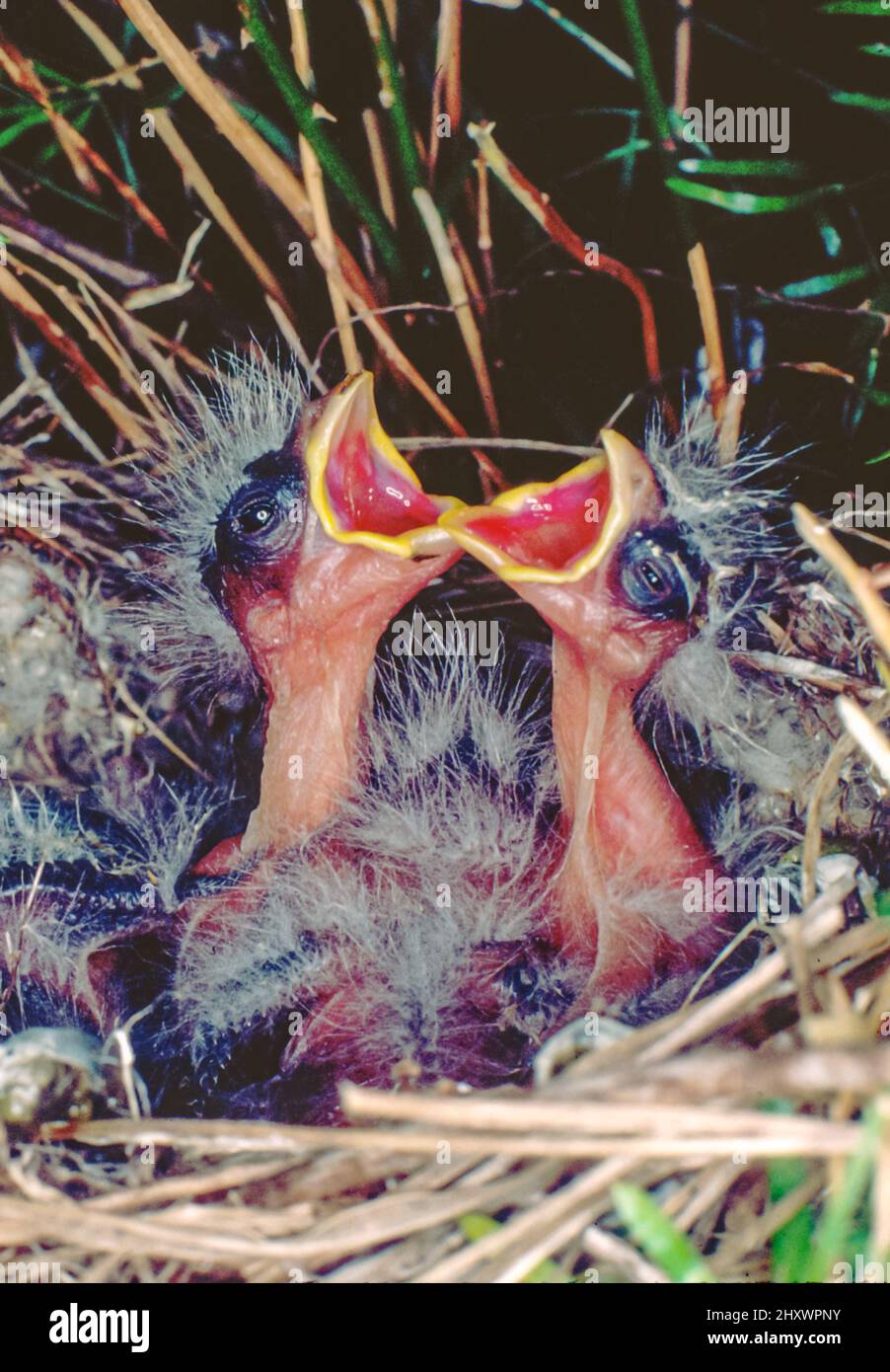 House Finch Hatchlings in nest at feeding time with mouths agape Stock ...
